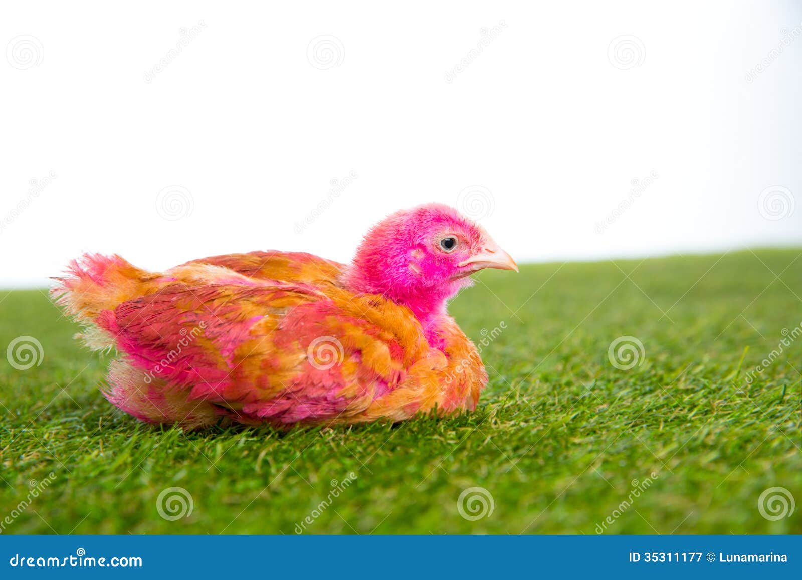 Chicken Chick Hen Pink Painted on Turf Grass Stock Image - Image of ...