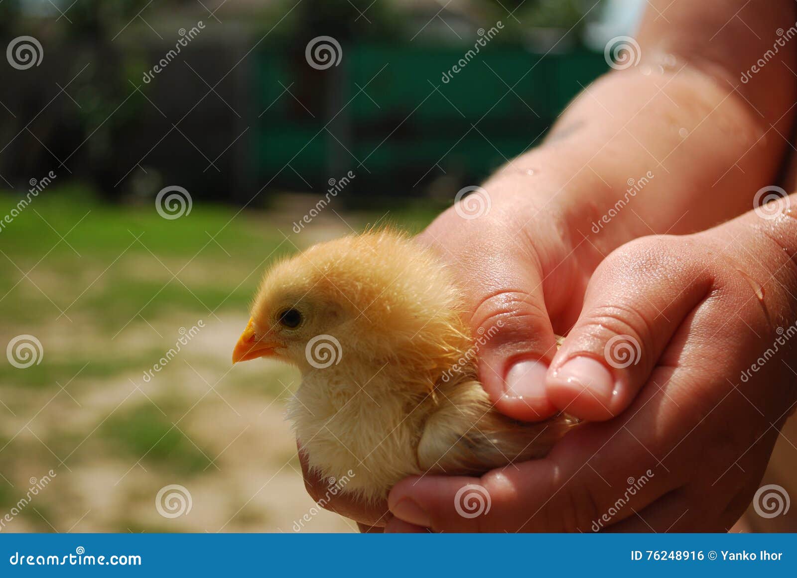 Chicken stock photo. Image of palm, view, bird, yellow - 76248916