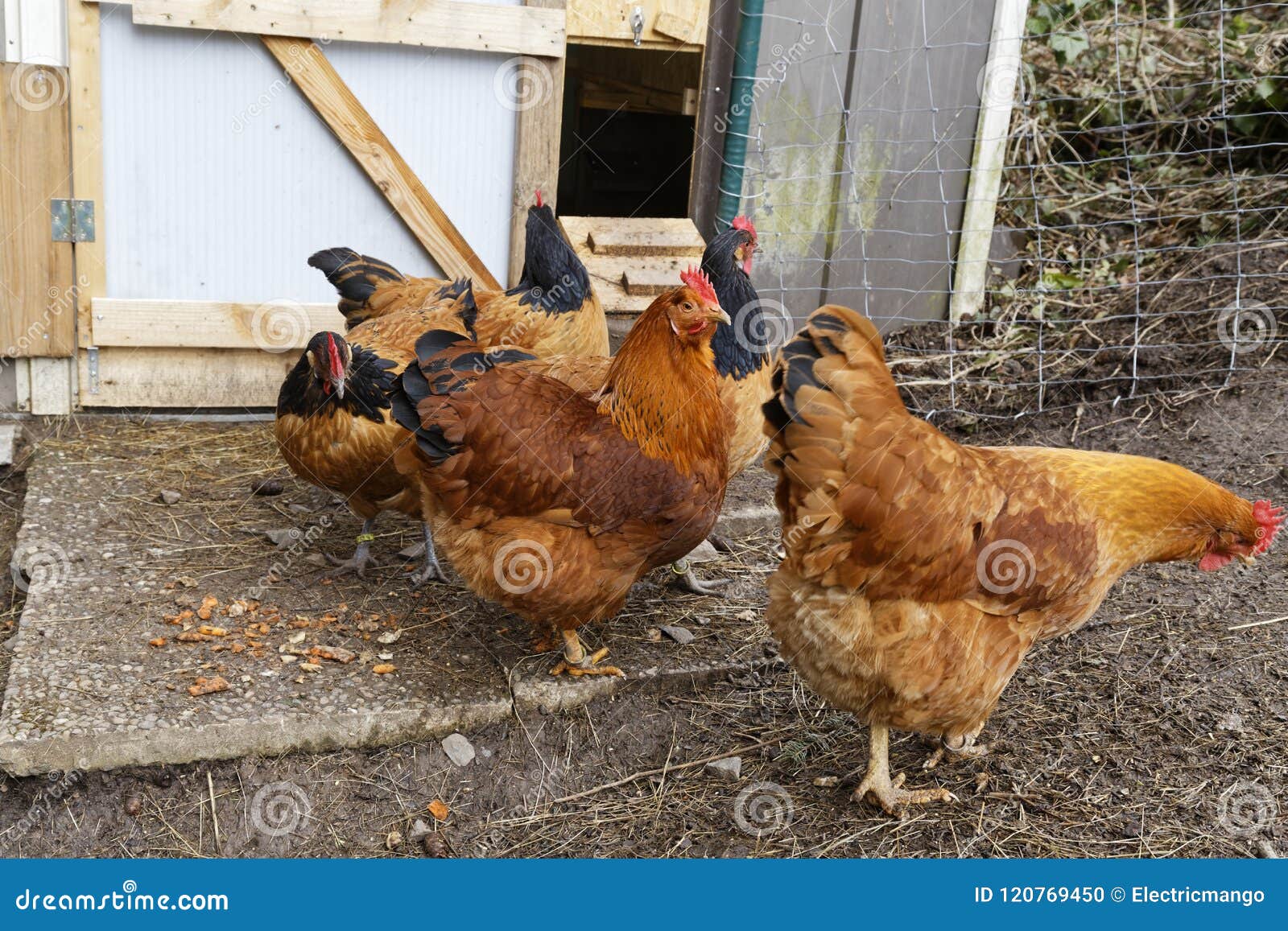 Chicken stock photo. Image of animal, beak, running - 120769450
