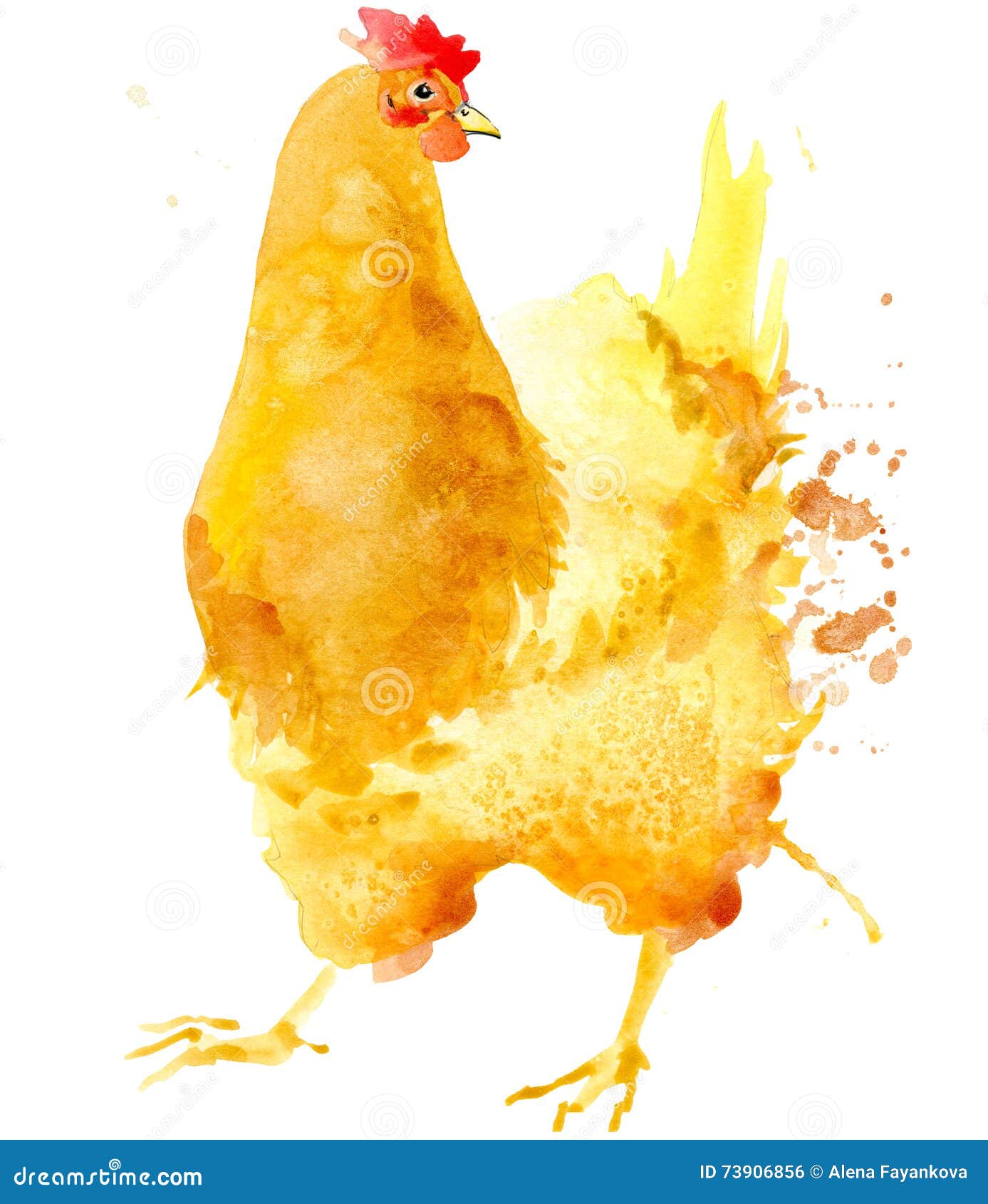 Chicken Watercolor Painting Isolated. Watercolor Hand Painted Chicken ...