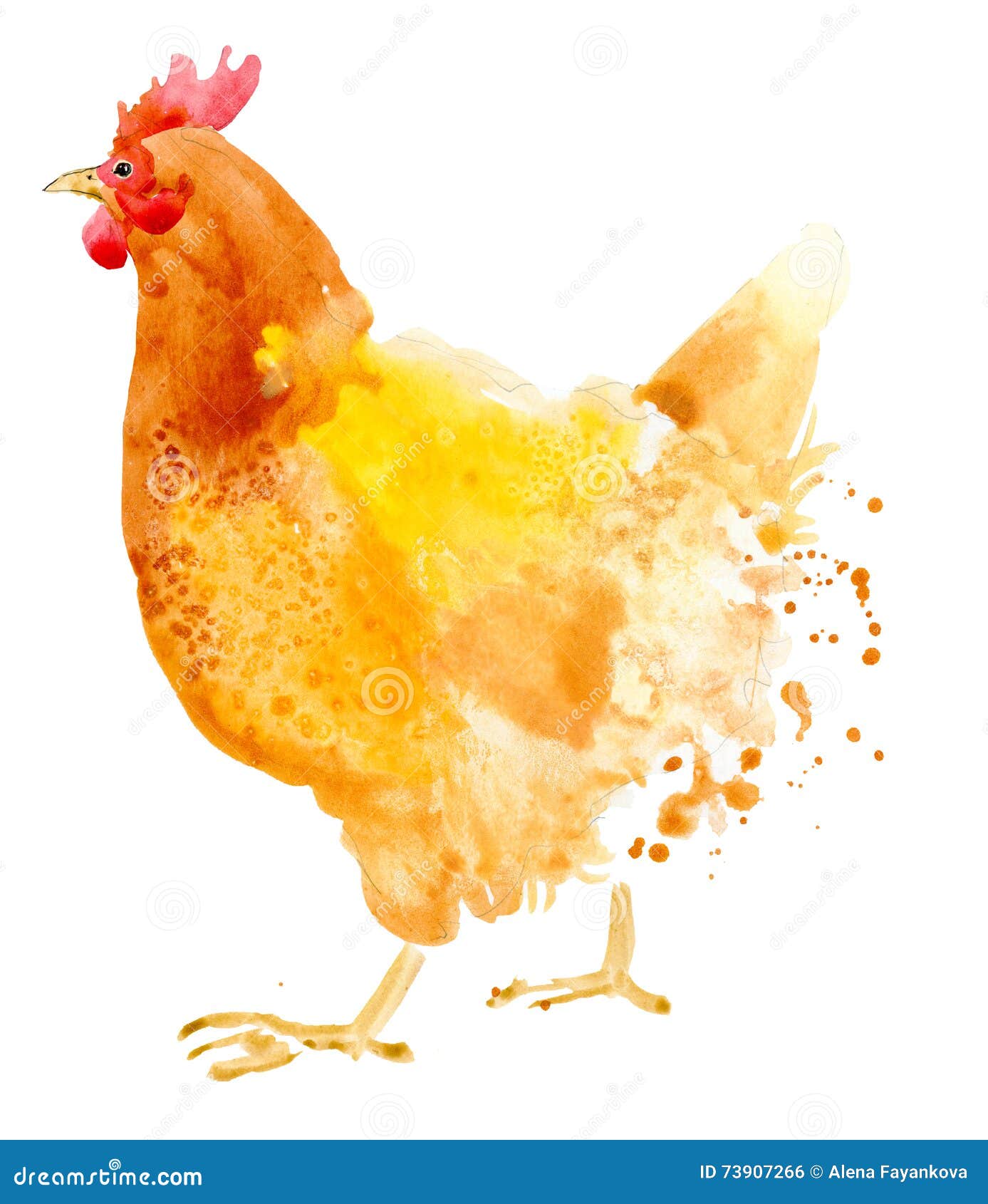Chicken Watercolor Painting Isolated.Chicken Watercolor Hand Painted ...