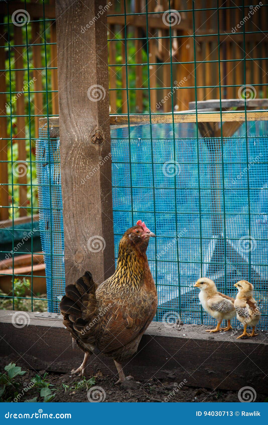 Chicken with Chickens in a Paddock Stock Image - Image of chicks, cage ...