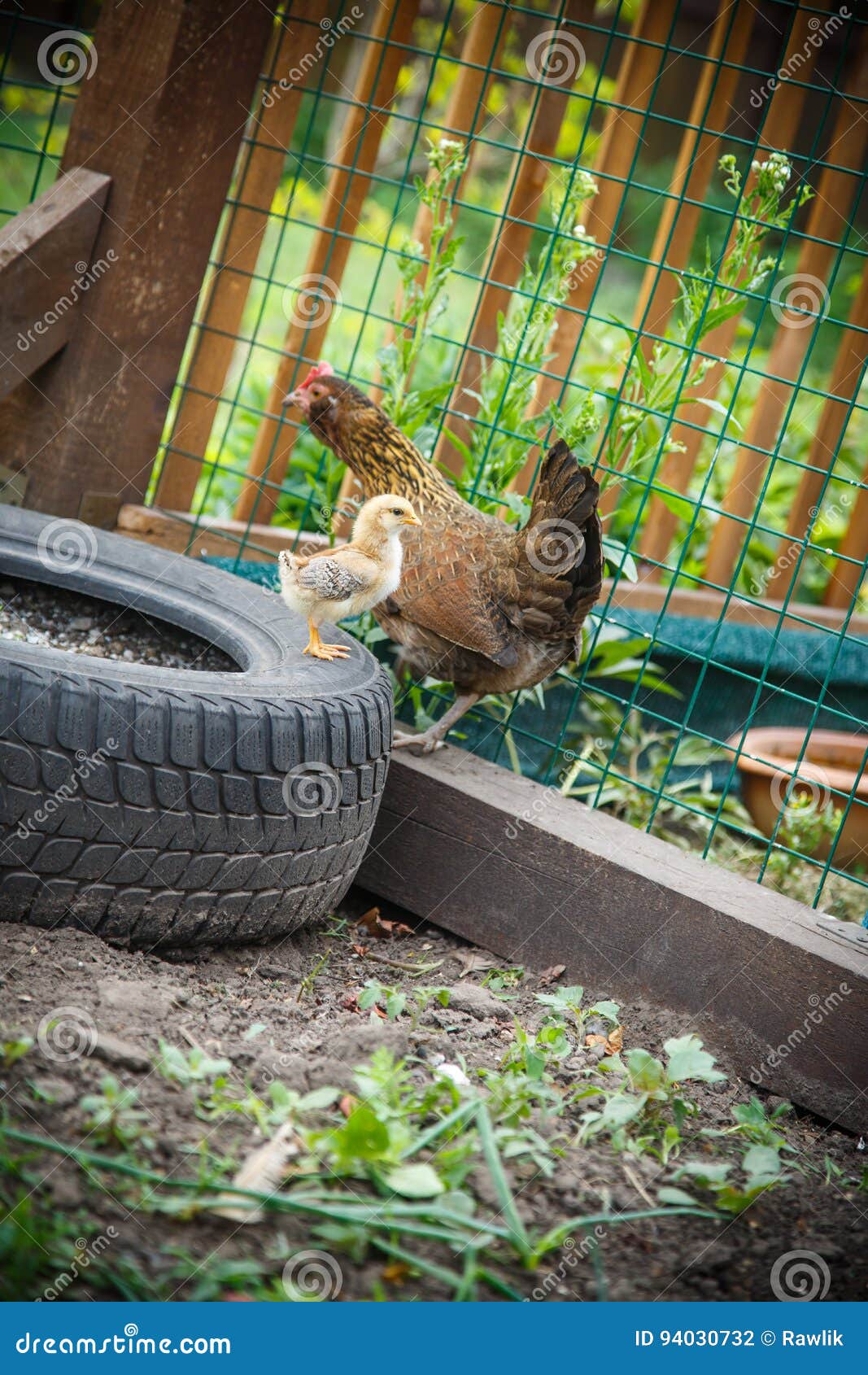Chicken with Chickens in a Paddock Stock Photo - Image of farming ...