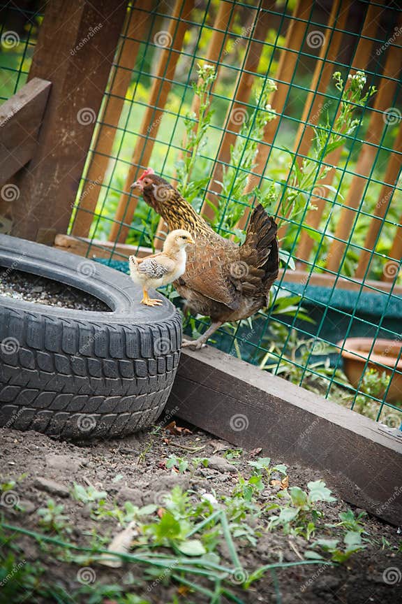 Chicken with Chickens in a Paddock Stock Photo - Image of farming ...