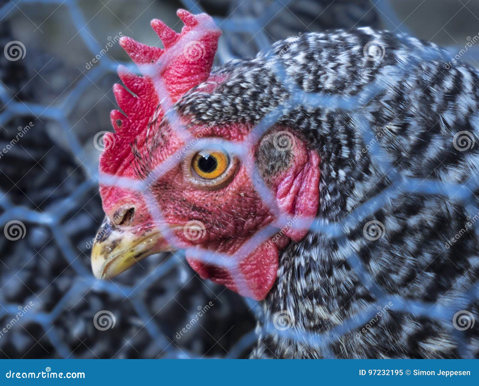 Chicken Royalty-Free Stock Photography | CartoonDealer.com #97232195