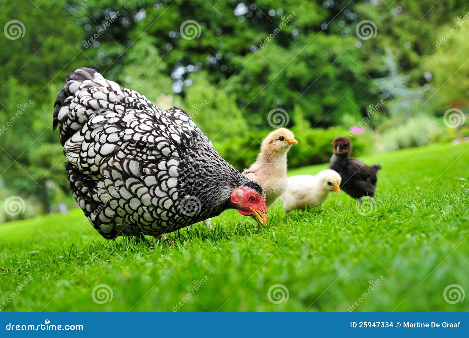 Chicken with chicks stock photo. Image of little, mother - 25947334