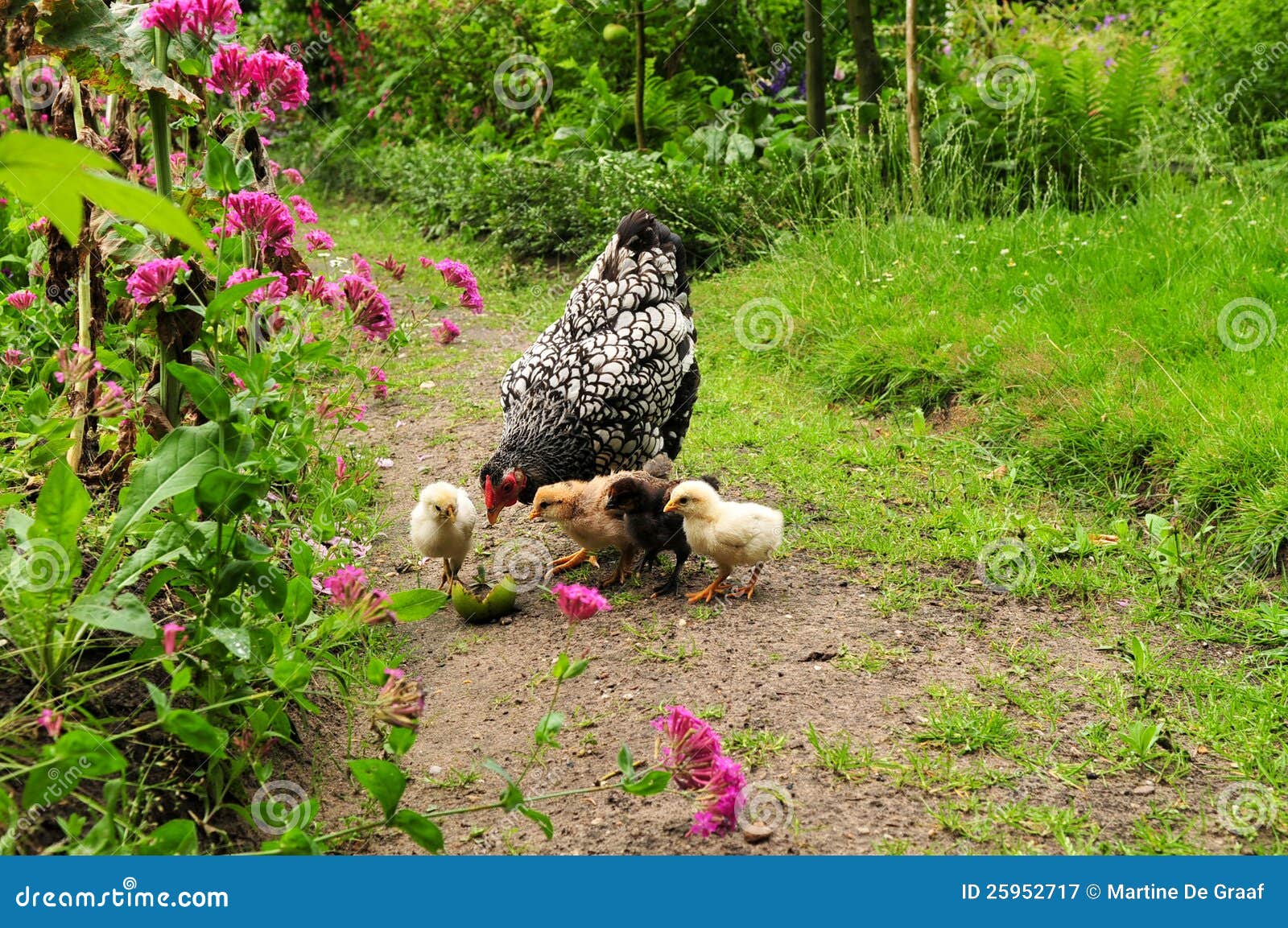 Chicken with chicks stock image. Image of chickens, path - 25952717