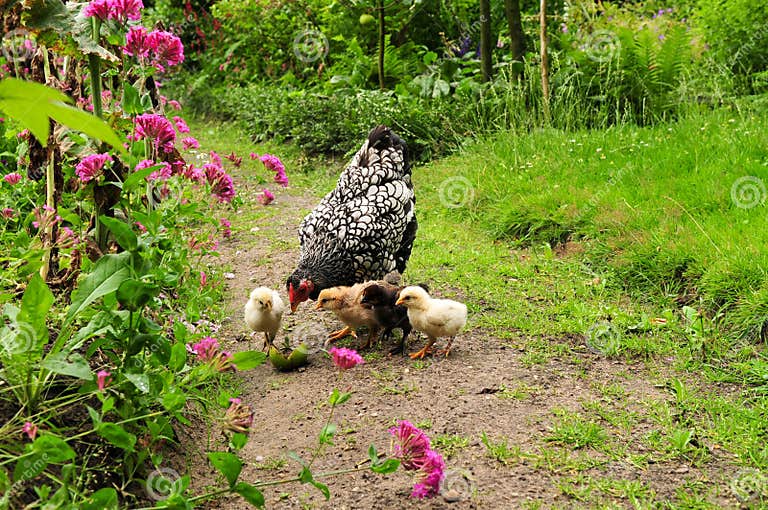 Chicken with chicks stock image. Image of chickens, path - 25952717