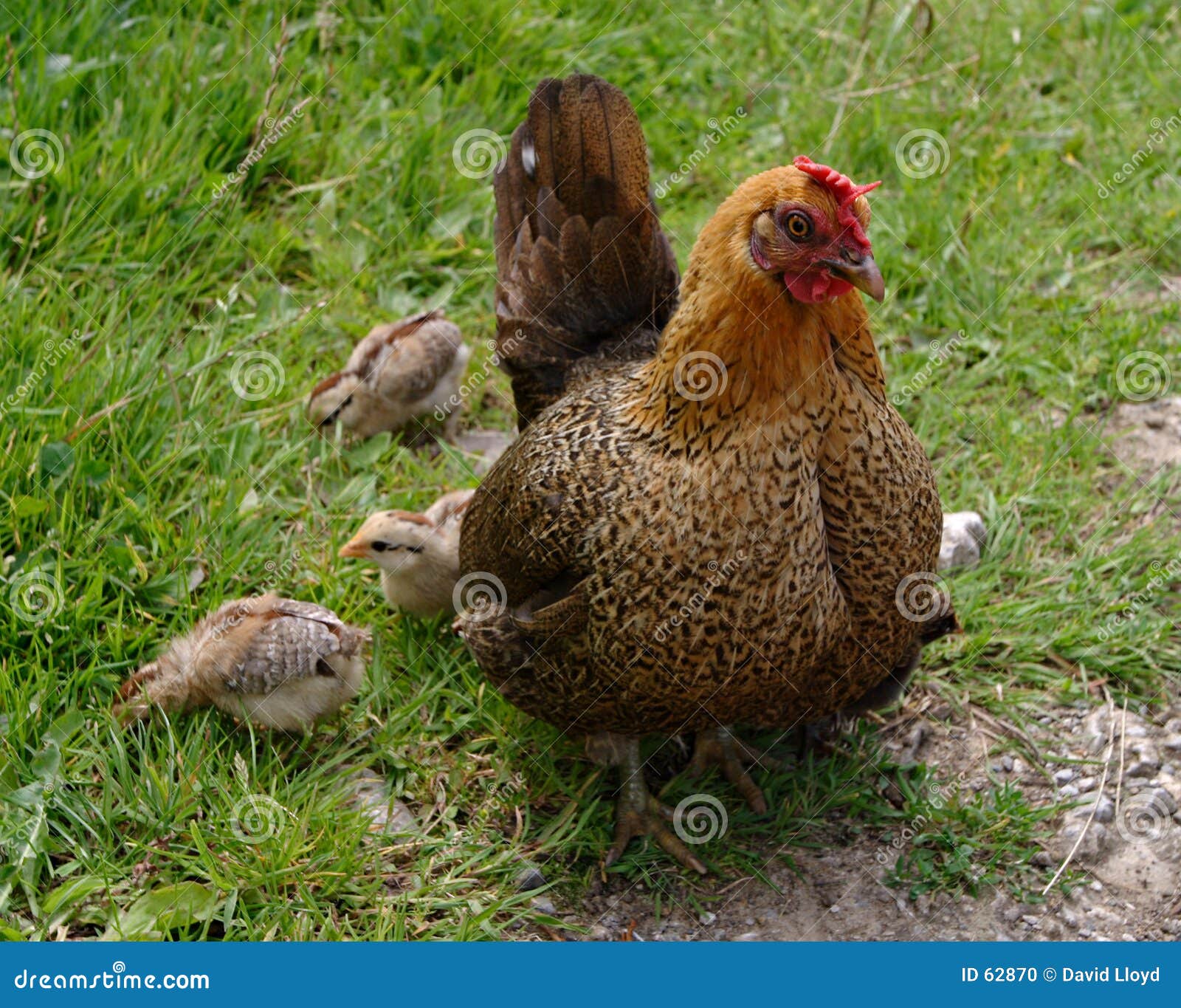 Chicken and chicks stock photo. Image of birds, chicks, hens - 62870