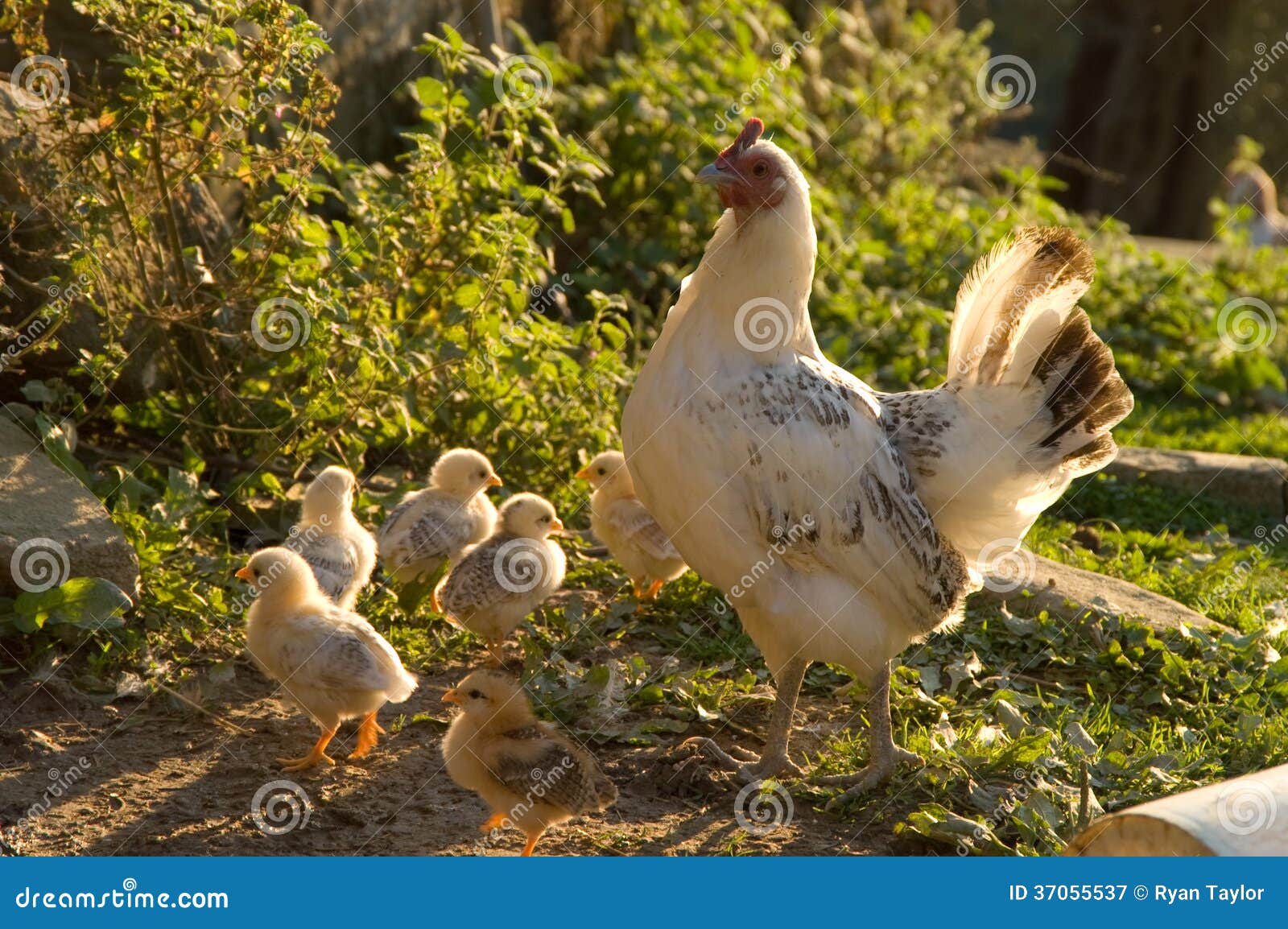 Chicken and Chicks stock image. Image of standards, organic - 37055537