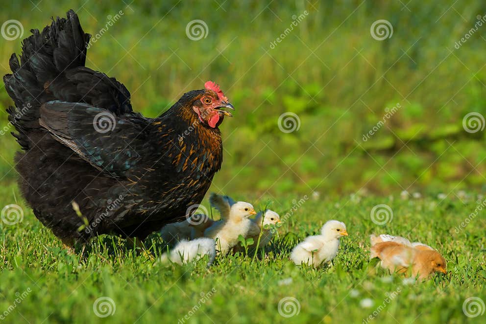 Chicken with chicks stock image. Image of cute, chicks - 79542609