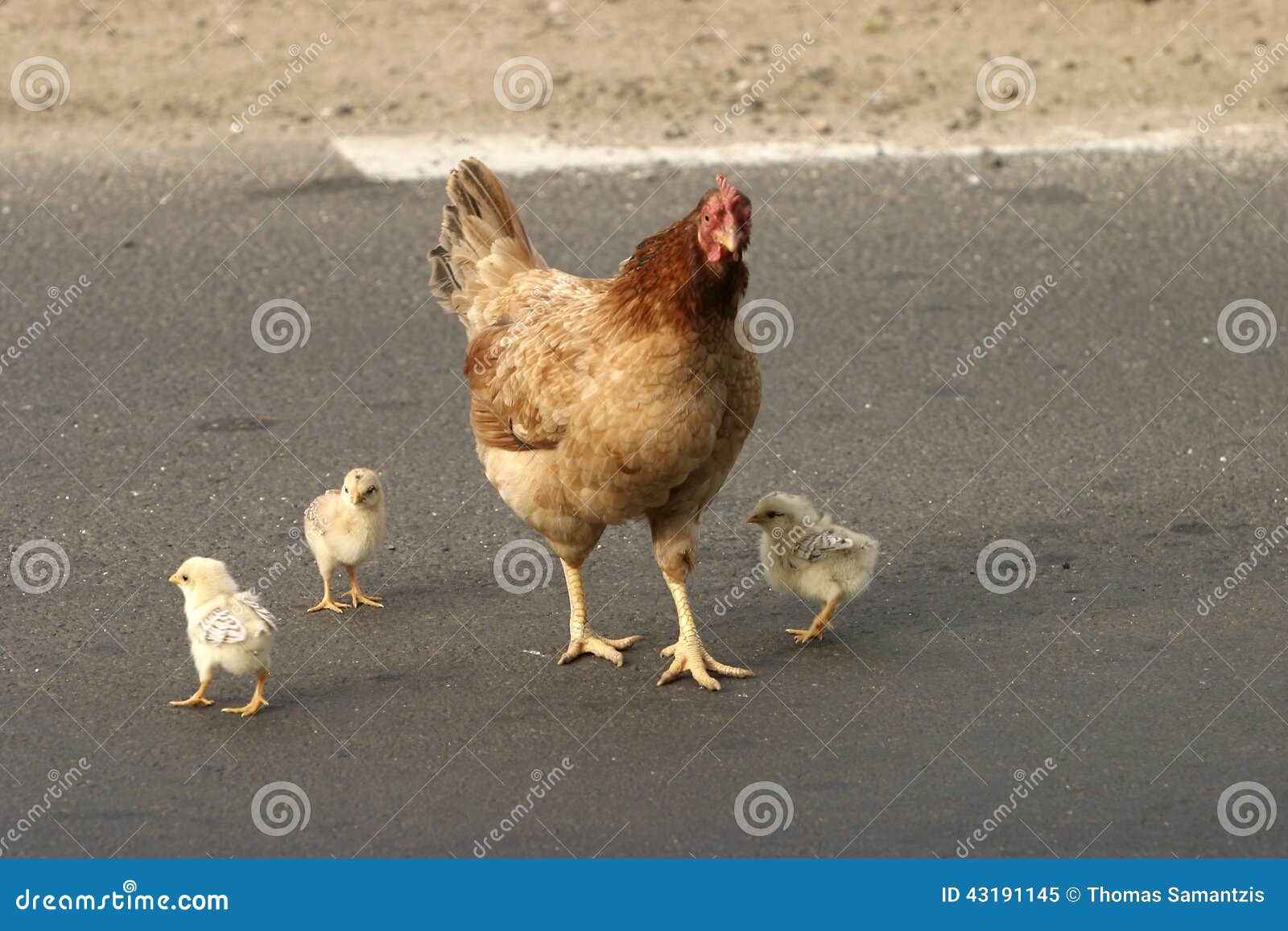 Chicken with chicks stock image. Image of domestic, aves - 43191145
