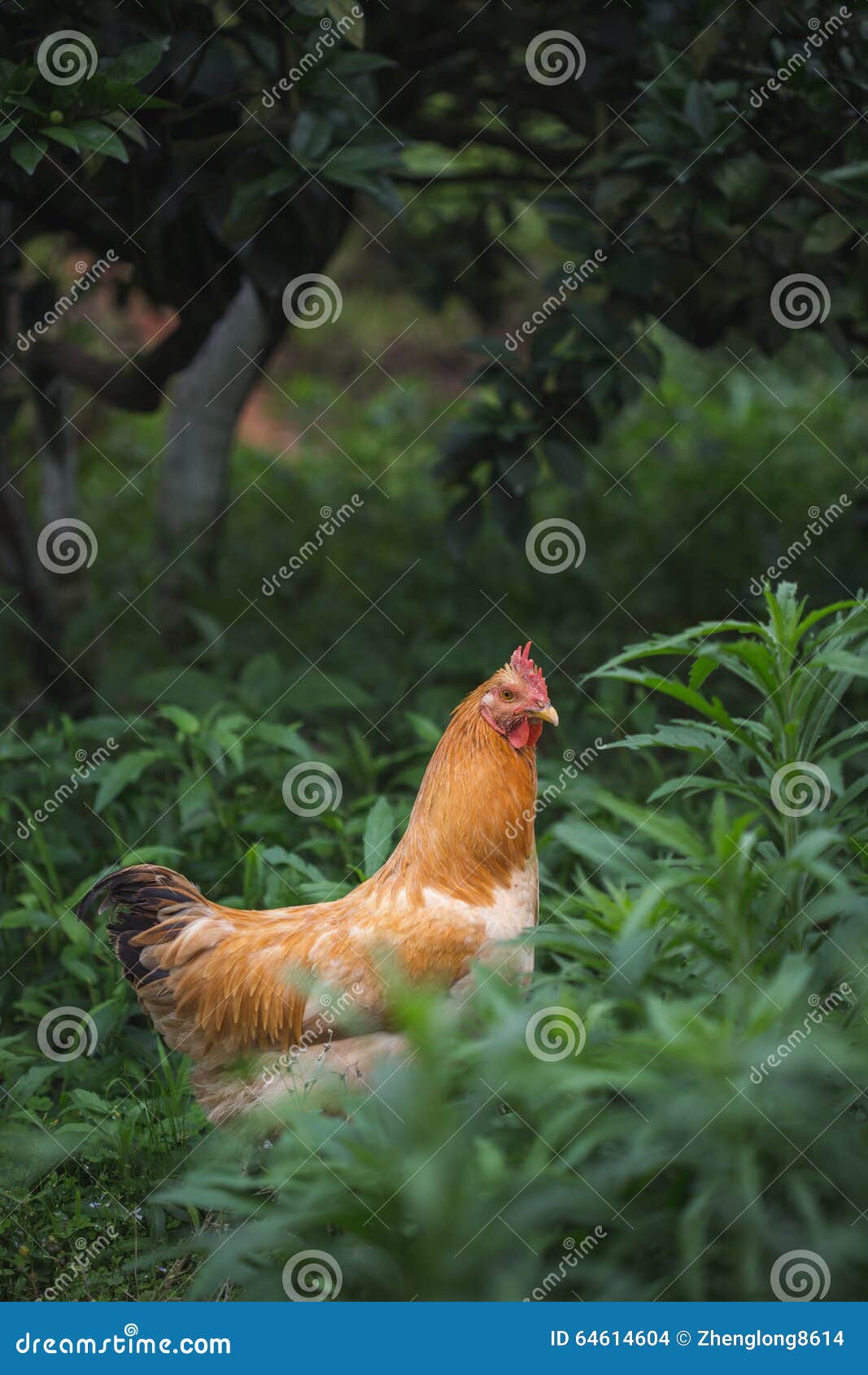 Chicken stock photo. Image of fowl, chinese, rural, countryside - 64614604