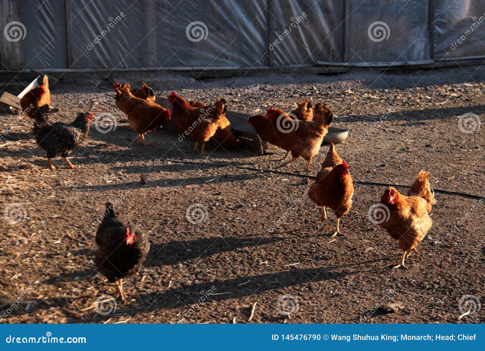 Chicken; chook stock photo. Image of beautiful, chicken - 145476790