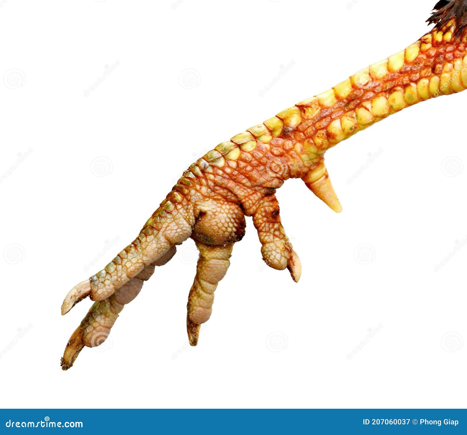 Chicken Claw Soup Is A Type Of Indonesian Cuisine With Basic ...