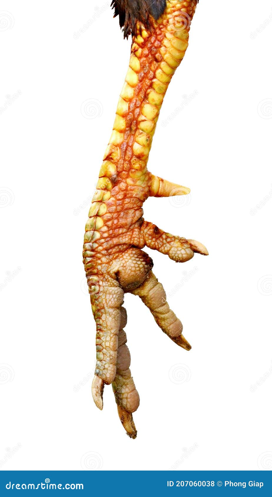 Chicken claw stock photo. Image of poultry, nail, skin - 207060038