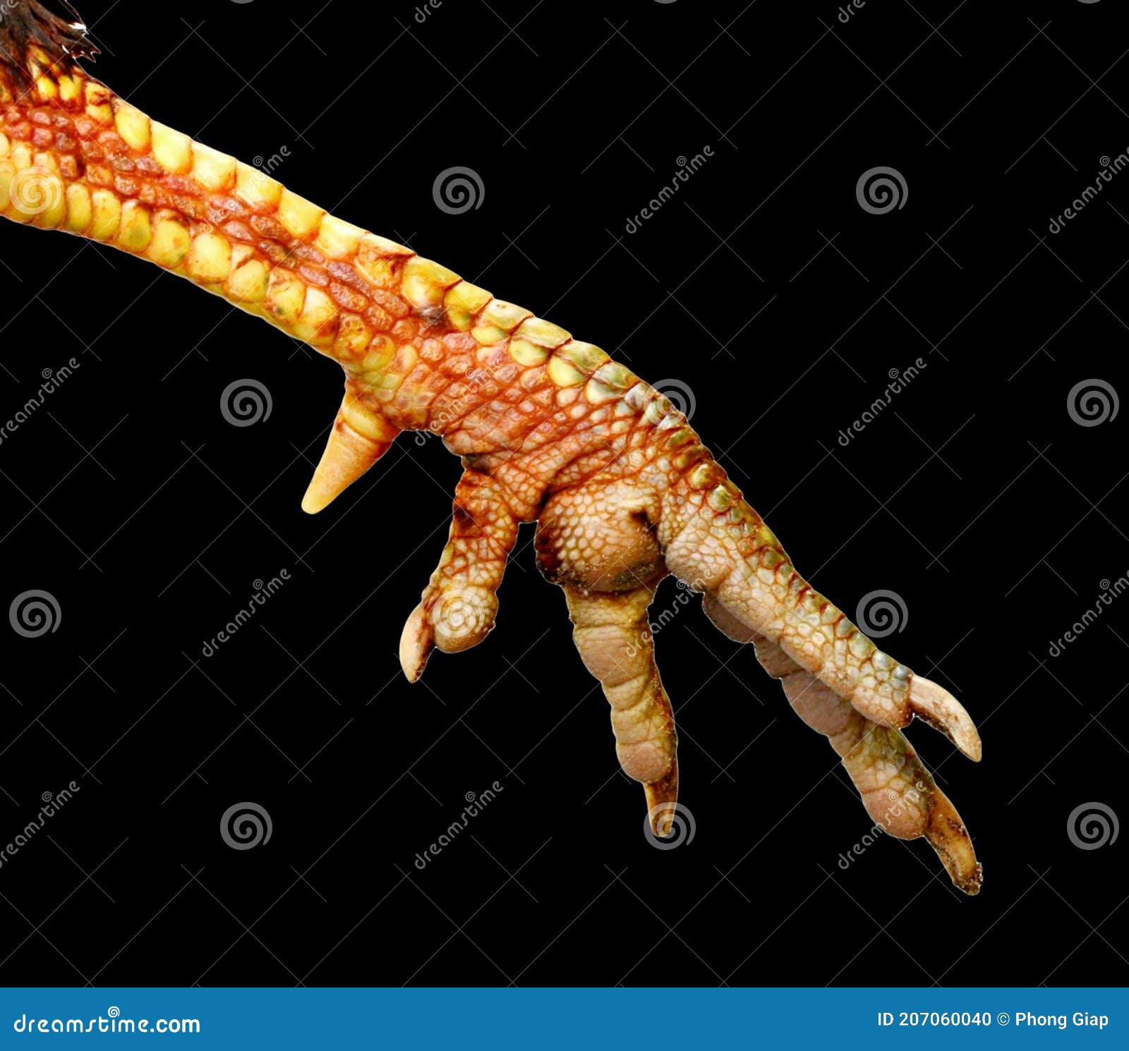 Chicken claw stock photo. Image of foot, life, animal - 207060040