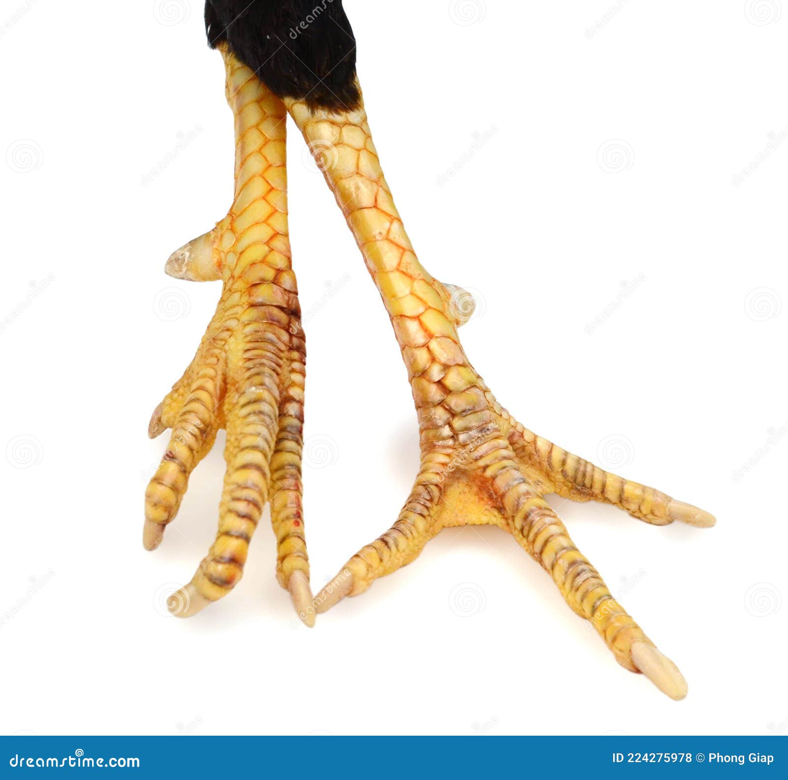 Chicken claw stock photo. Image of three, nail, closeup - 224275978