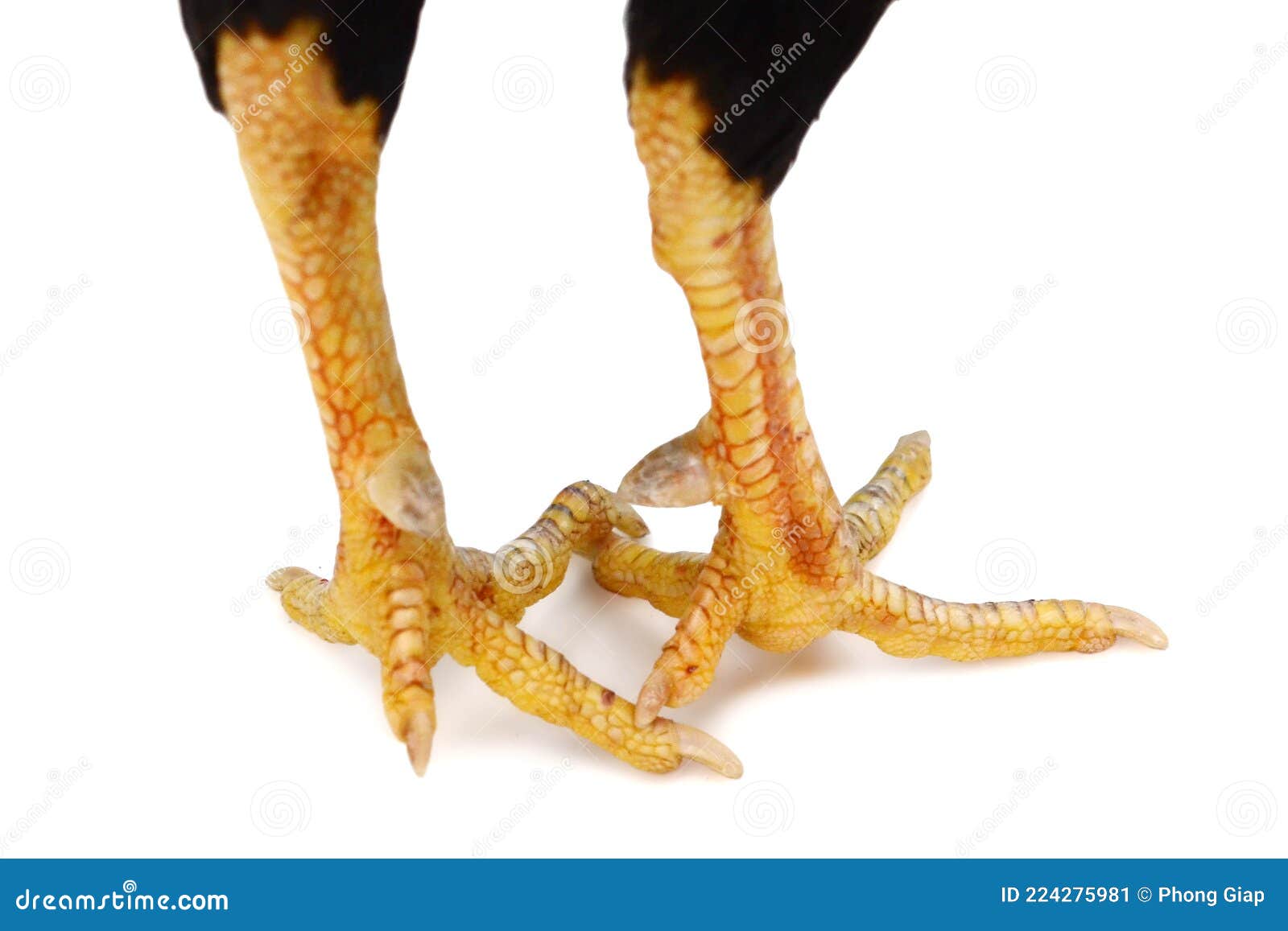 Chicken Claw Soup Is A Type Of Indonesian Cuisine With The Basic ...