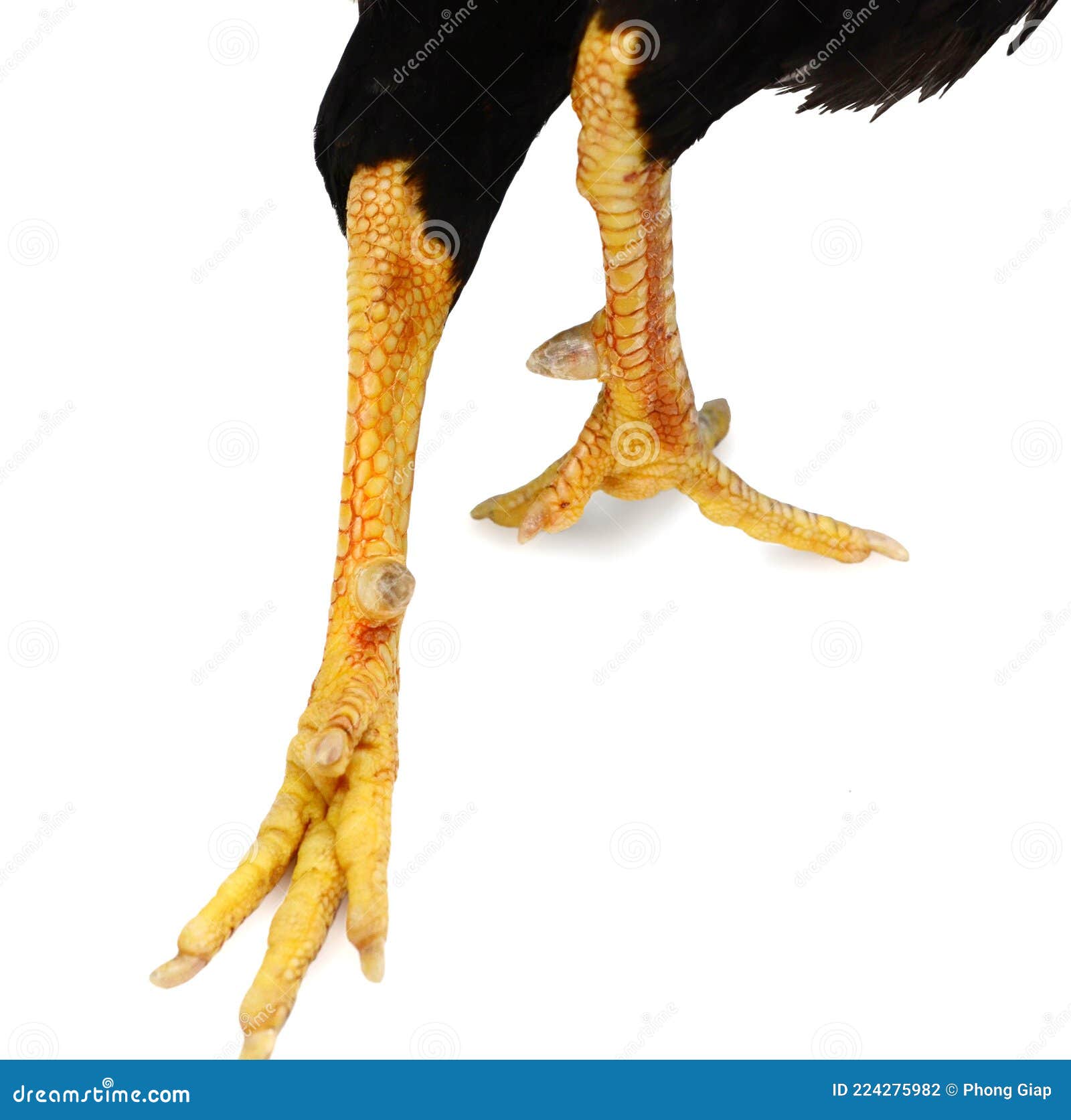 Chicken Claw Texture Stock Image | CartoonDealer.com #70210381