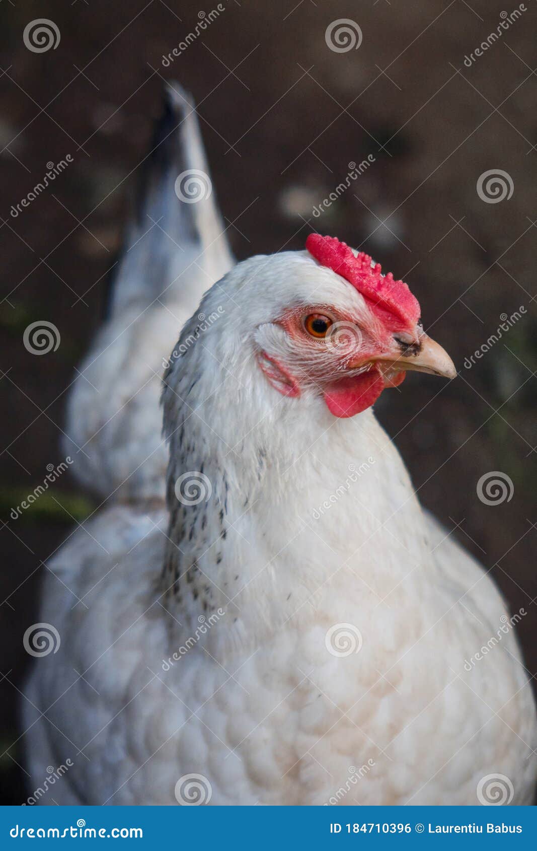 Chicken portrait stock photo. Image of galliformes, phasianidae - 184710396
