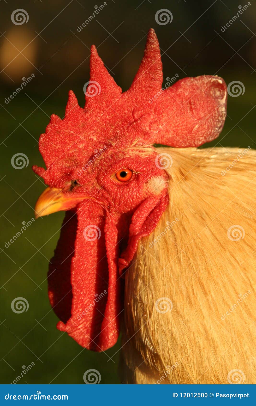 Chicken closeup portrait stock photo. Image of rooster - 12012500