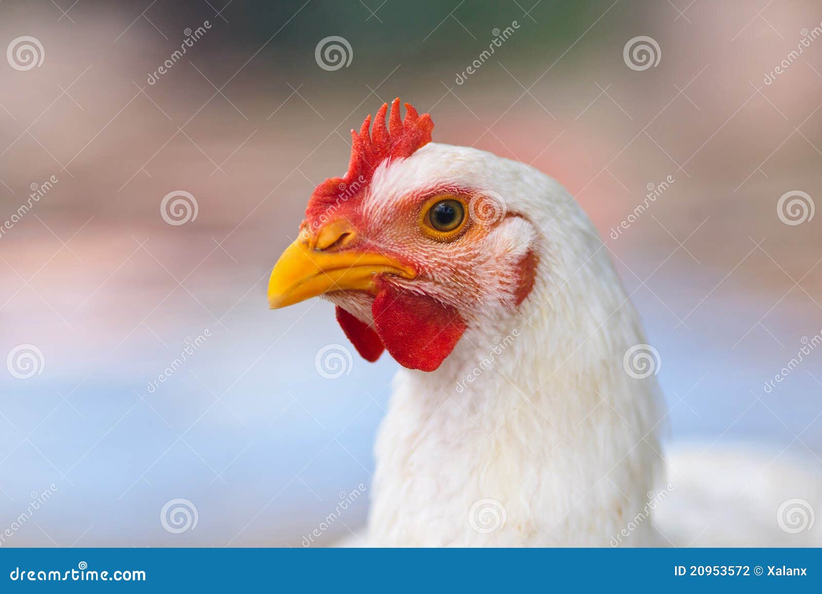 Chicken, closeup portrait stock photo. Image of outdoor - 20953572