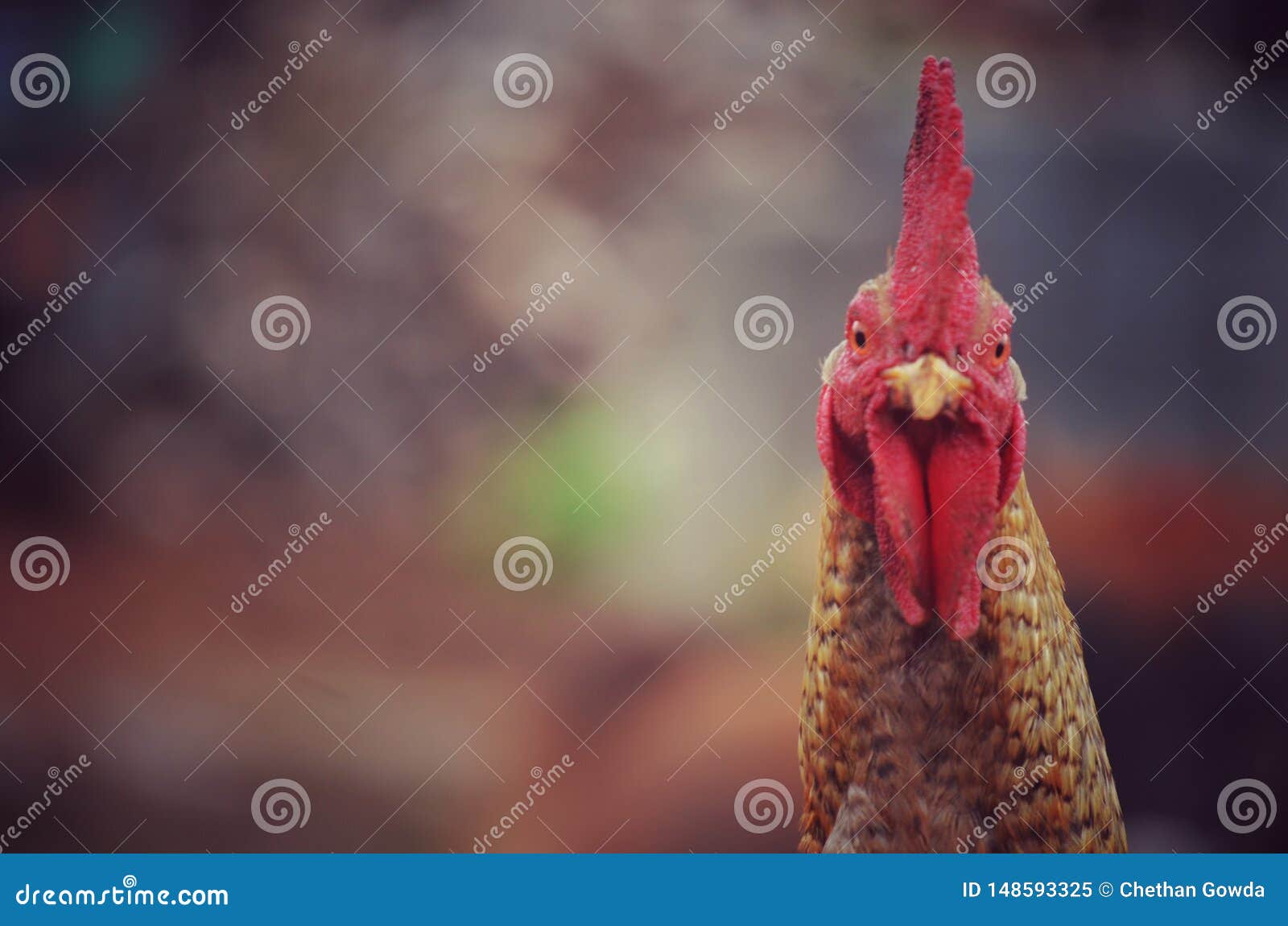 Chicken looking stock image. Image of chicken, hens - 148593325