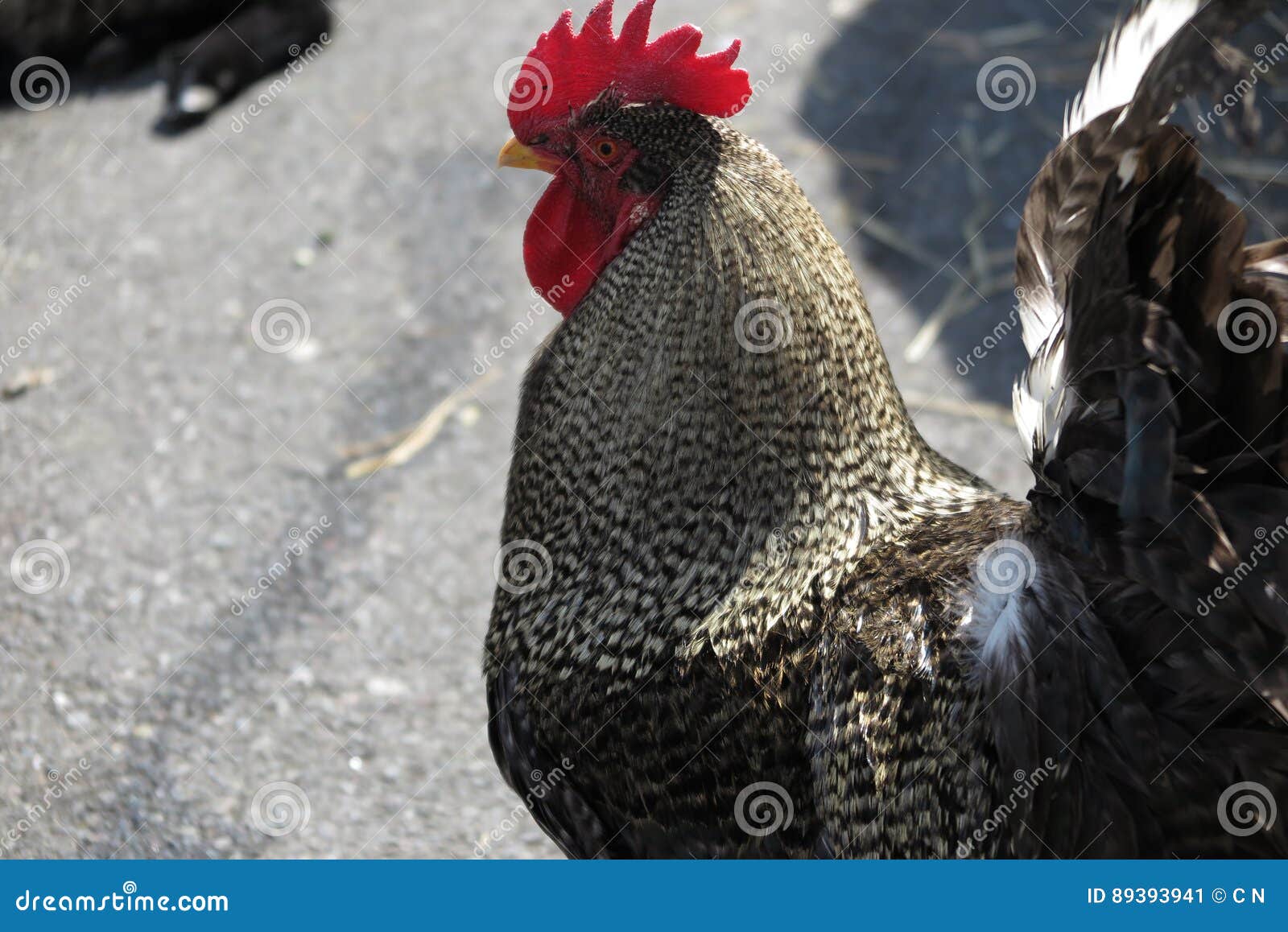 CHICKEN / PROFILE stock image. Image of europe, wings - 89393941