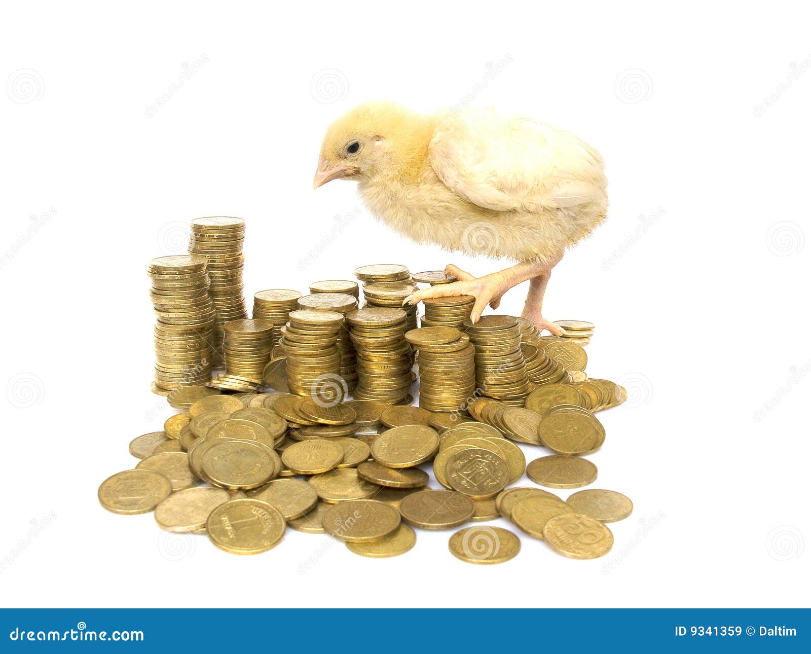 Chicken among coins stock image. Image of heap, award - 9341359