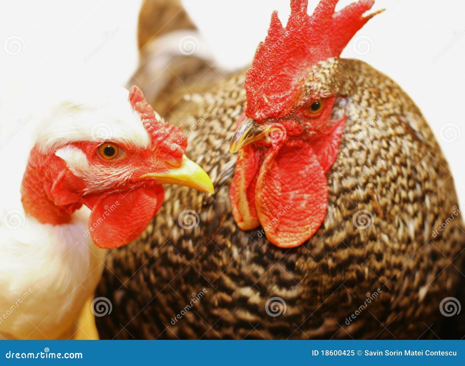 Chicken Coop With Infected Chicken, Avian Influenza, Epidemic, Chickens ...