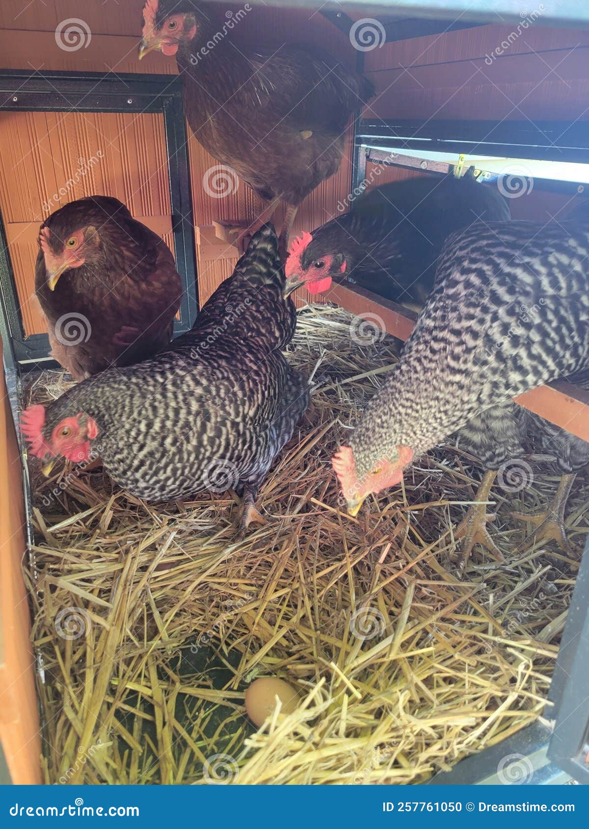 Chicken Coop Farm Bard Rock Stock Photo - Image of coop, rock: 257761050