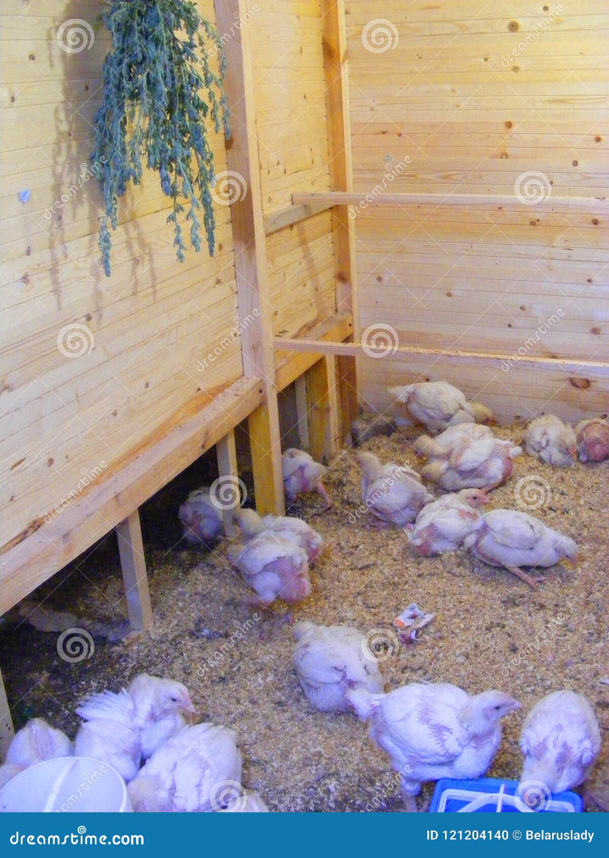 Chicken Coop on a Farm, Home or Plumage for Chicken Indoor Stock Photo ...