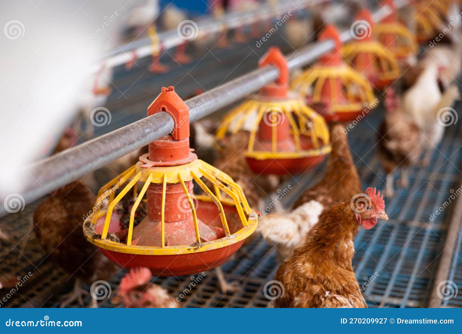 Chicken Coop Farm. Indoors Chicken Farm, Chicken Feeding Stock Image ...