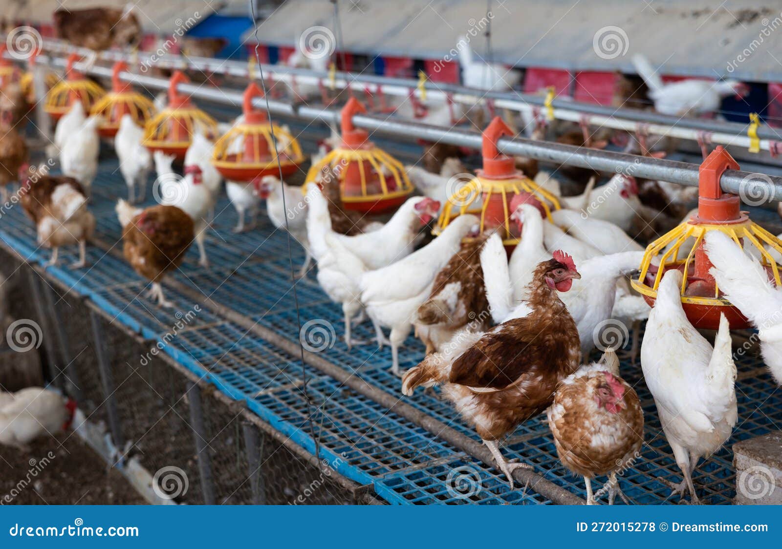 Chicken Coop Farm. Indoors Chicken Farm, Chicken Feeding Stock Photo ...