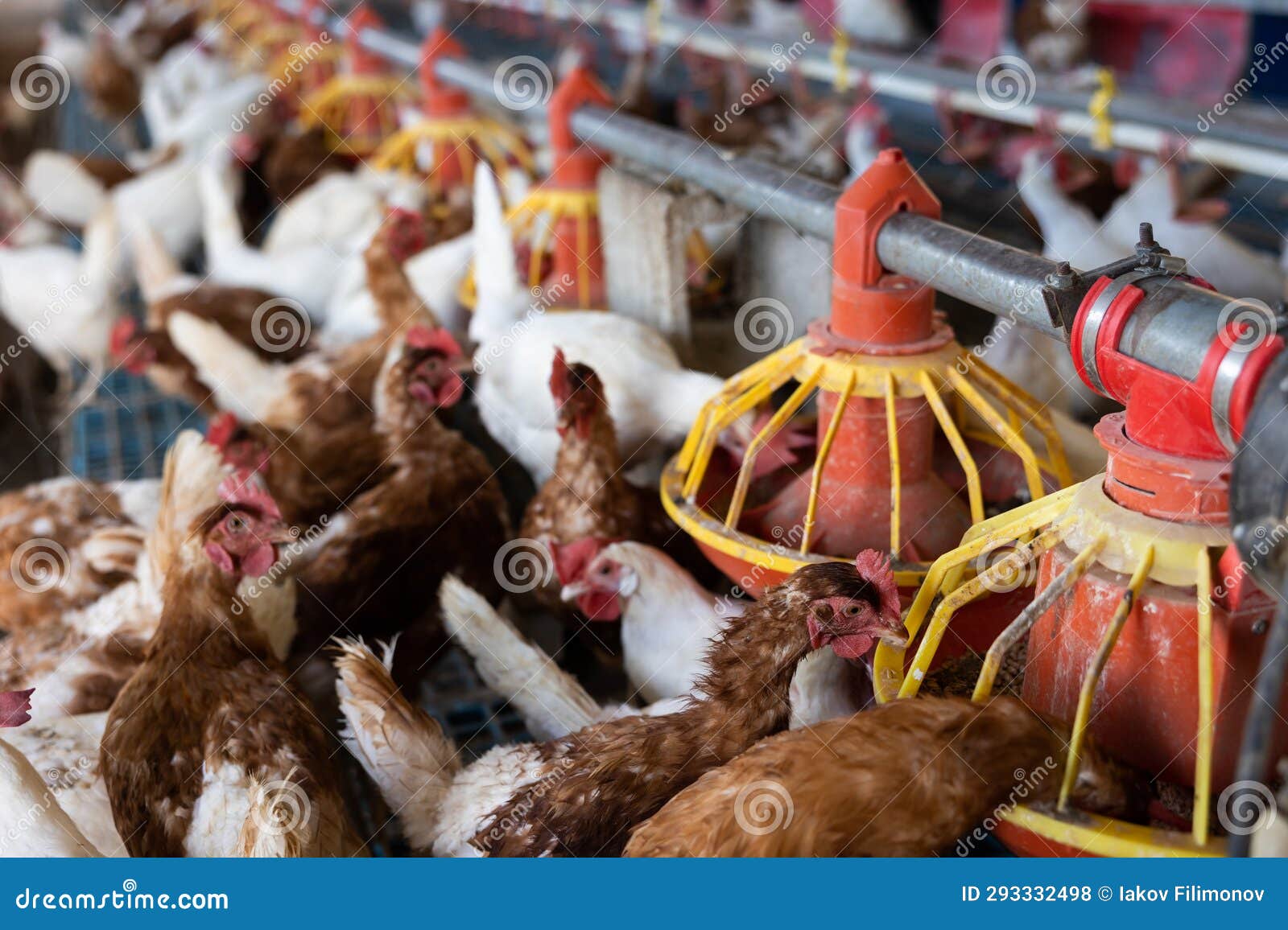 Chicken Coop Farm. Indoors Chicken Farm, Chicken Feeding Stock Photo ...