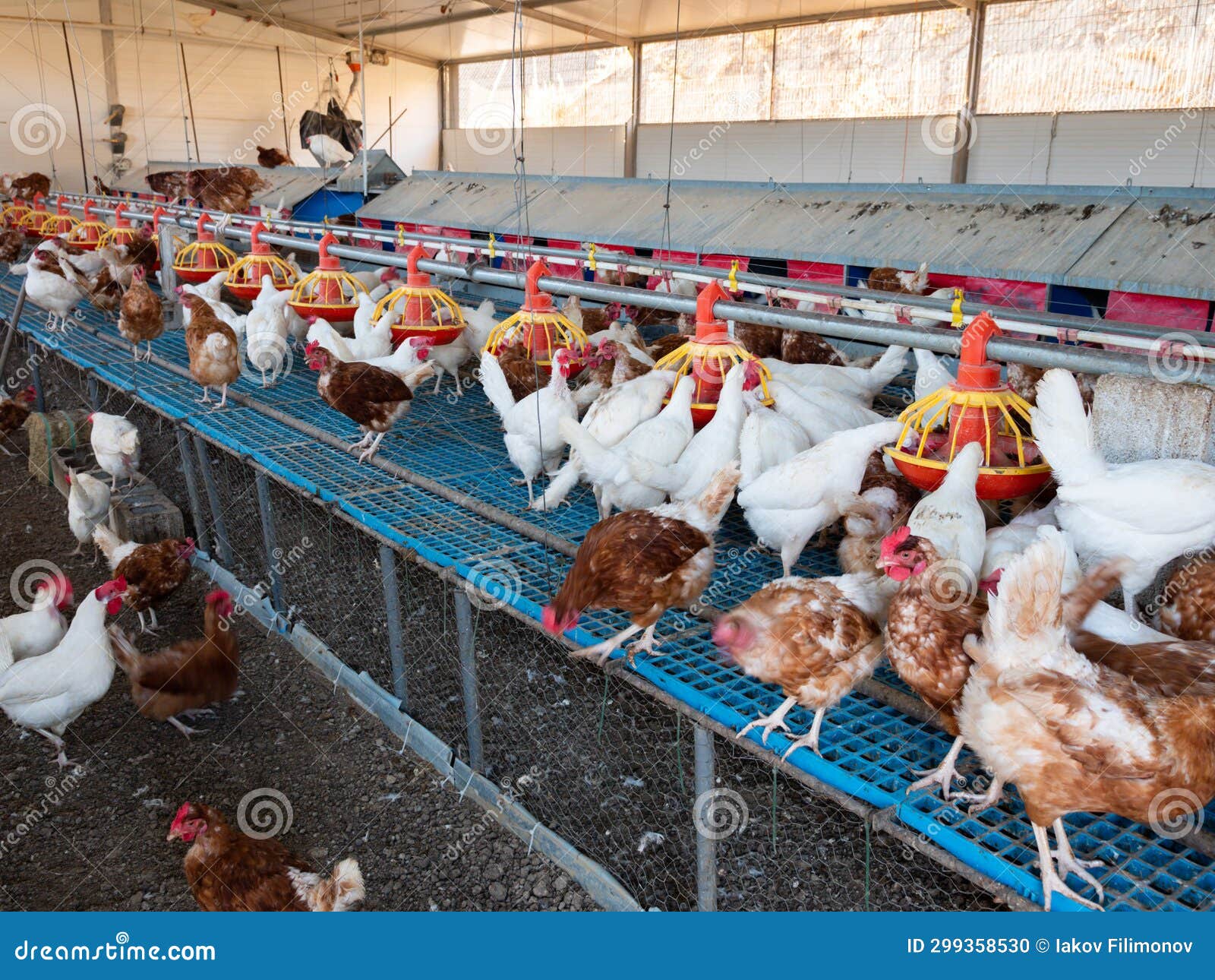 Chicken Coop Farm. Indoors Chicken Farm, Chicken Feeding Stock Photo ...