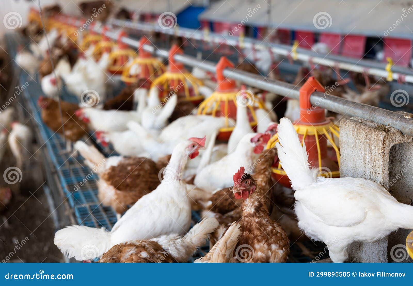 Chicken Coop Farm. Indoors Chicken Farm, Chicken Feeding Stock Image ...