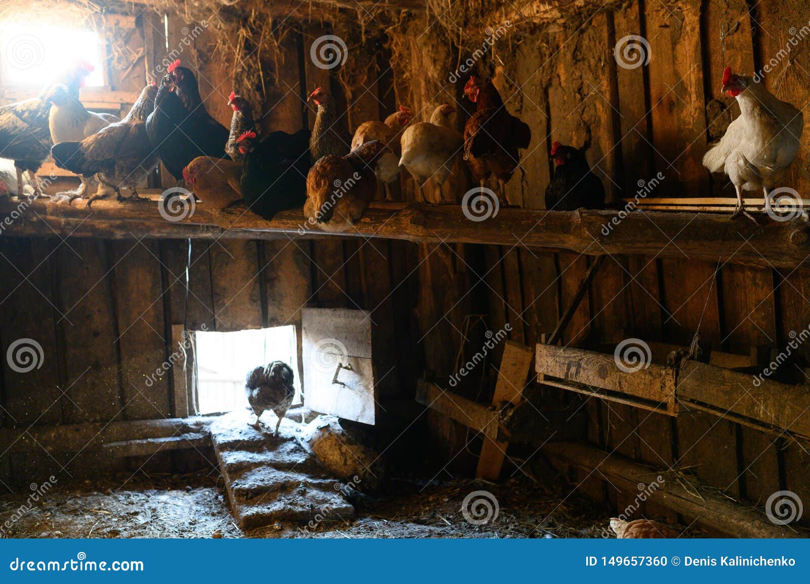 Chicken Coop. Farm. the Hen is Hatching the Egg in the Coop Hatching ...