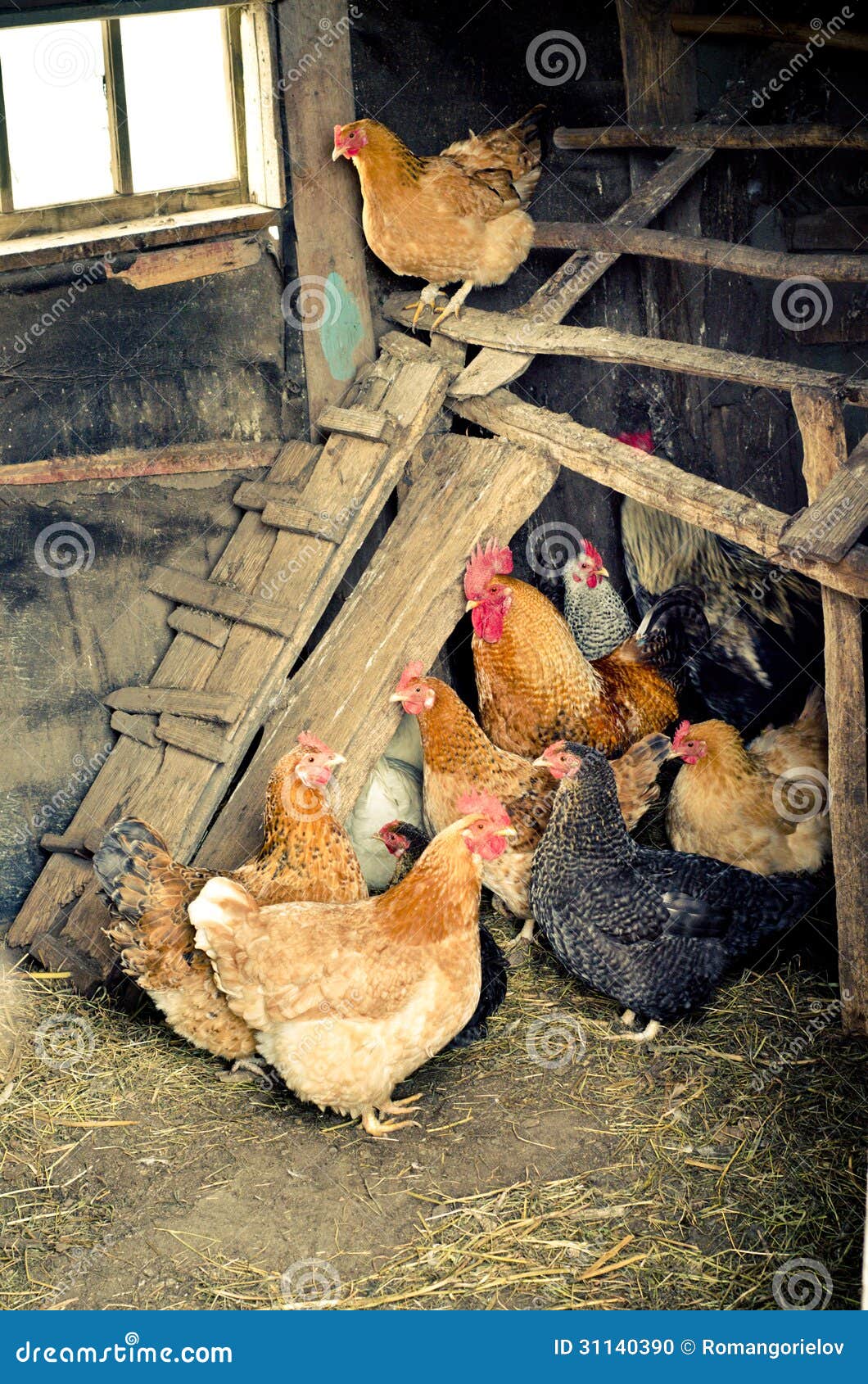 Chicken coop stock photo. Image of rooster, feather, rustic - 31140390