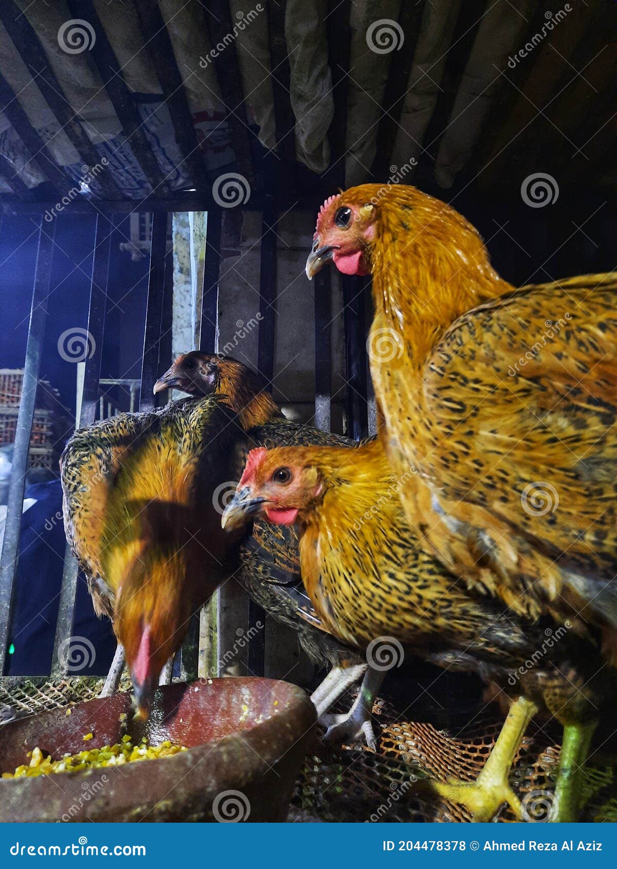 The Chicken Cooped Up In The Cage Royalty-Free Stock Image ...