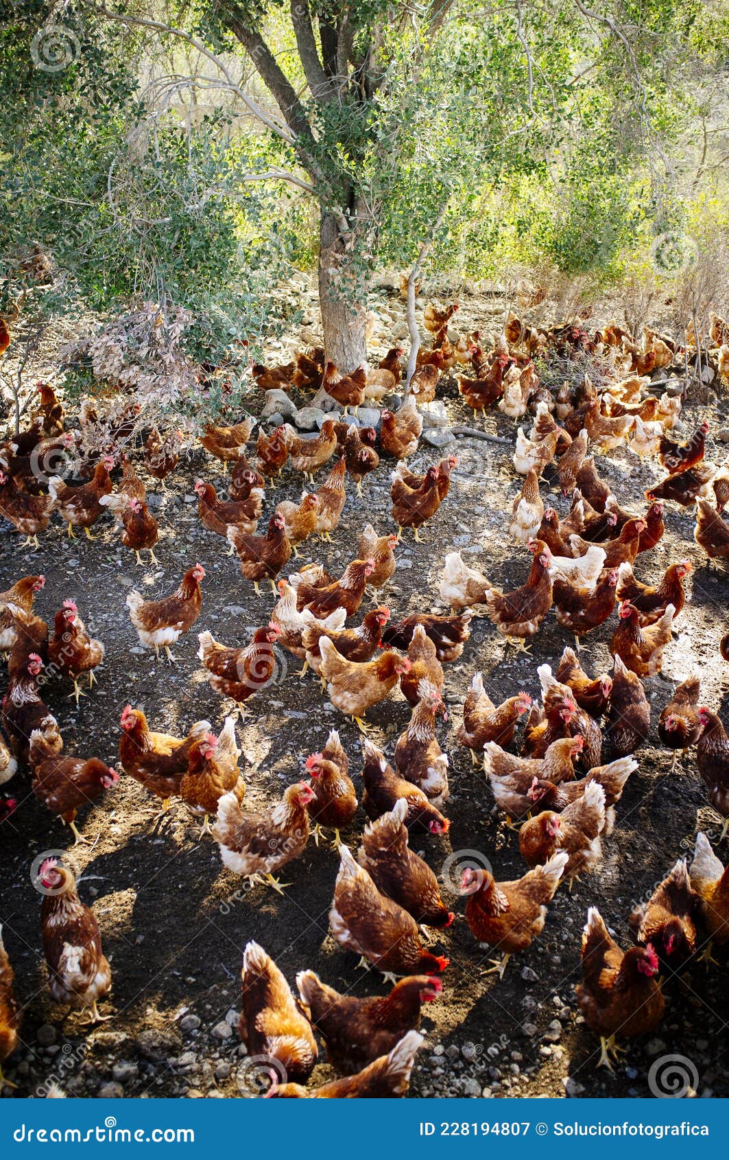 Happy Chicken Royalty-Free Stock Photography | CartoonDealer.com #228194807