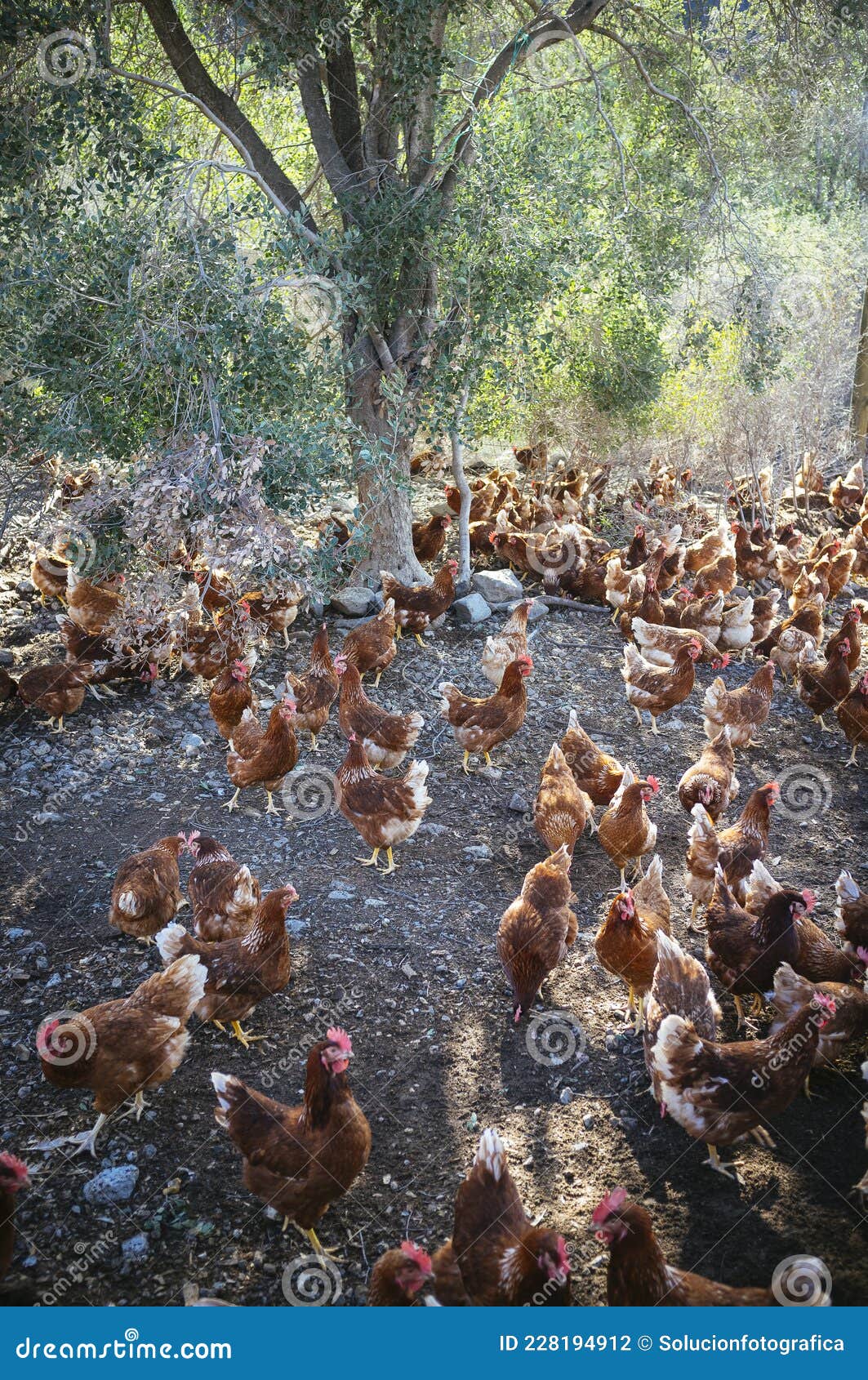 Happy chicken stock photo. Image of countryside, farm - 228194912