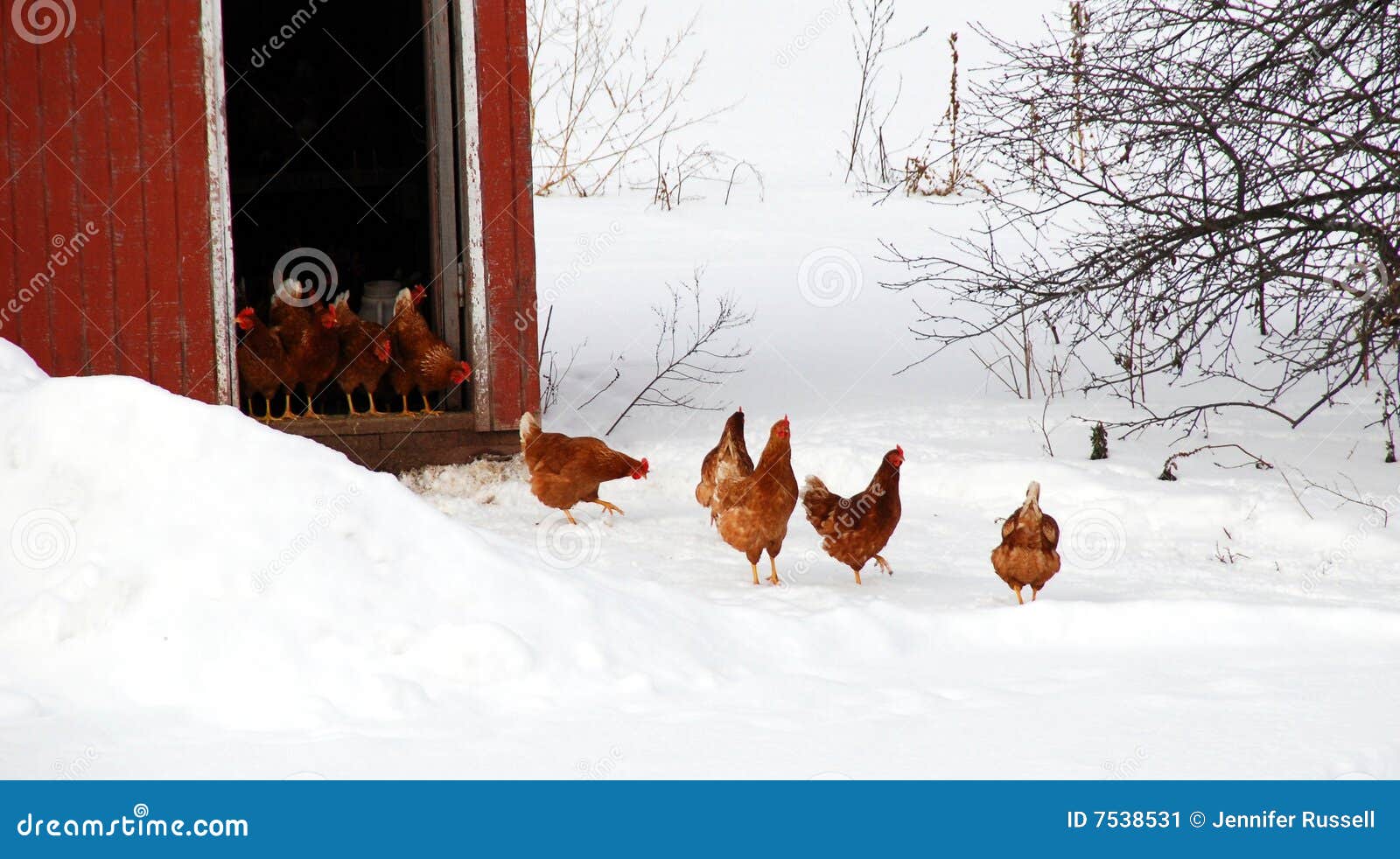 Chicken Coup stock image. Image of chicken, landscape - 7538531