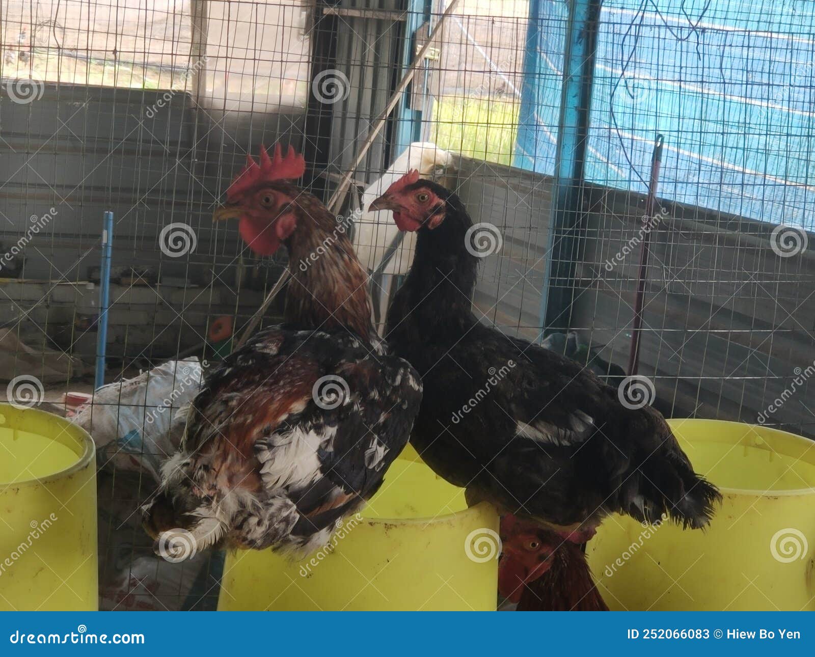 Chicken couple rest on stock image. Image of waterfowl - 252066083