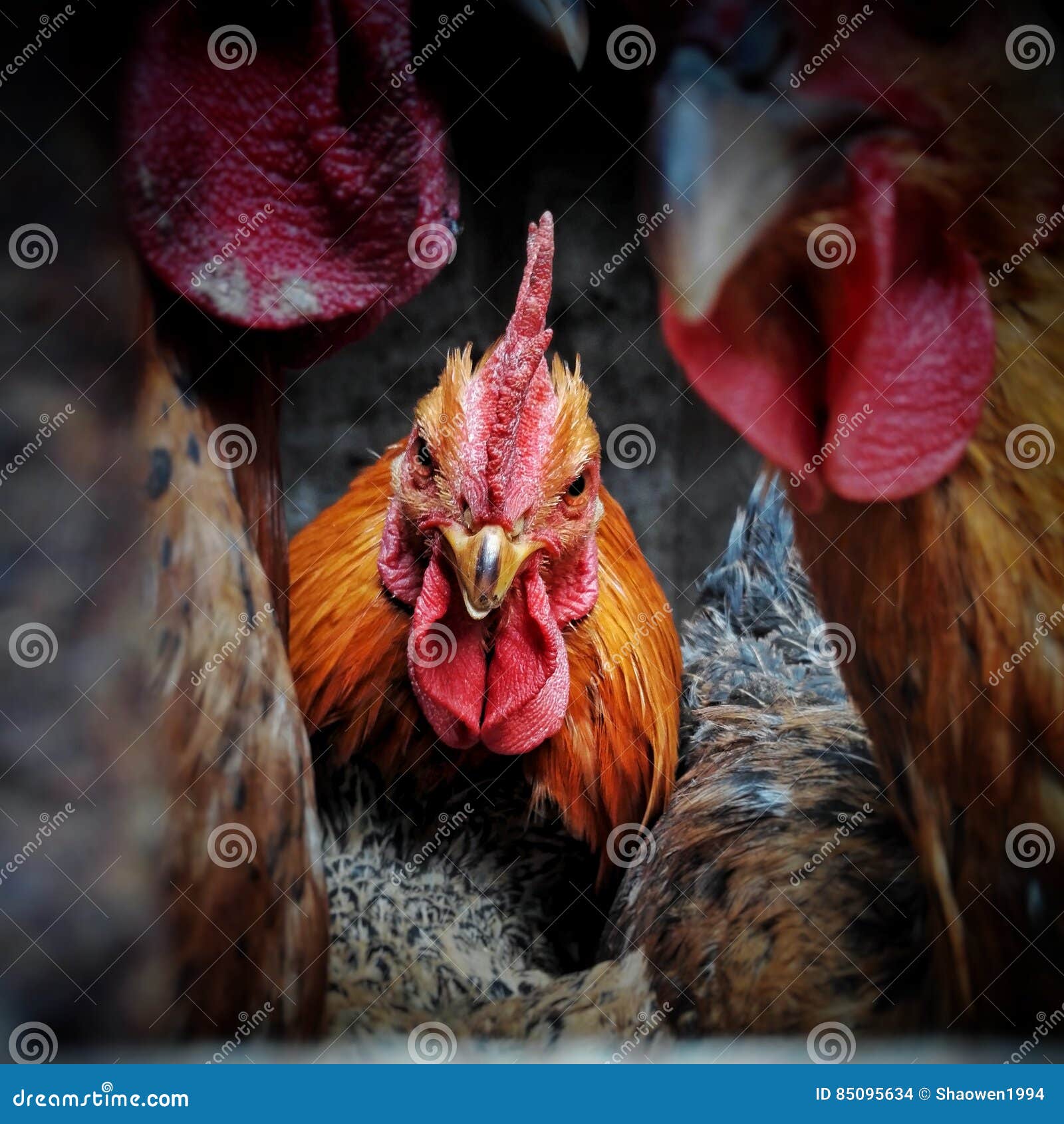 Chicken 11 stock photo. Image of livestock, chuck, looking - 85095634