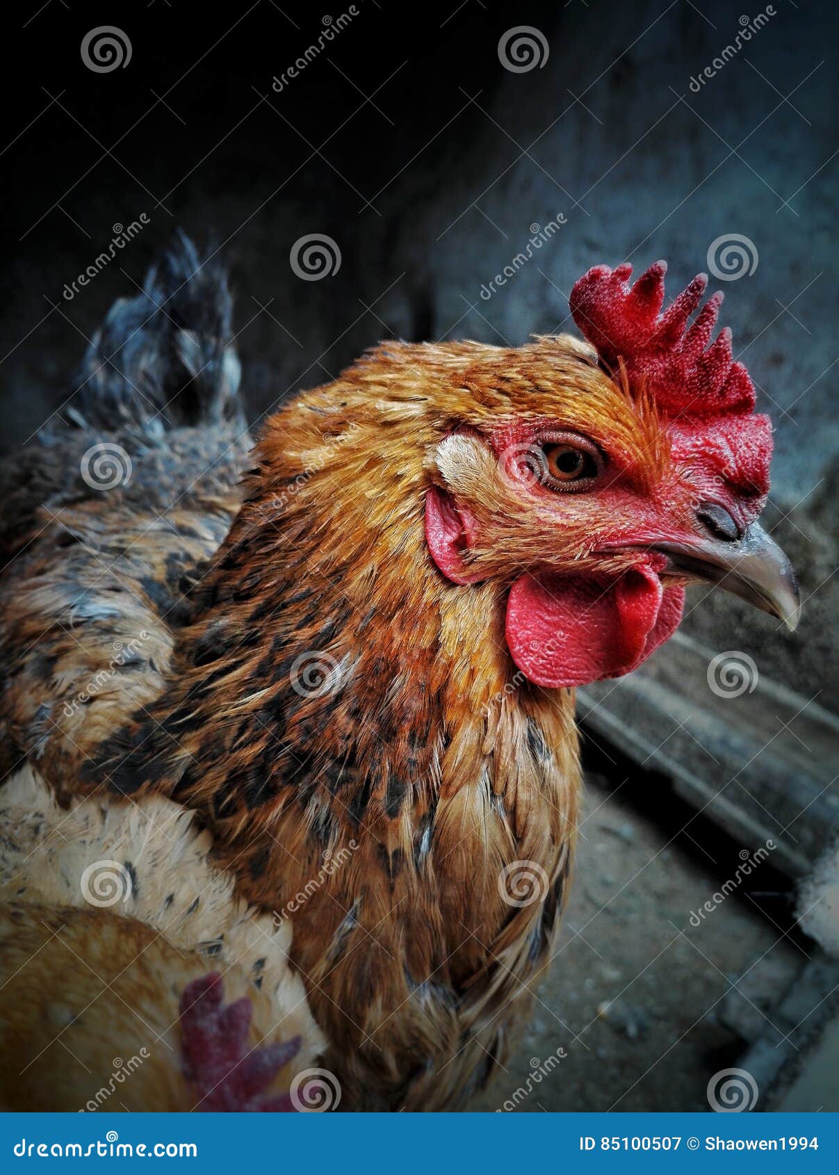 Chicken 19 stock image. Image of bird, male, coop, chuck - 85100507
