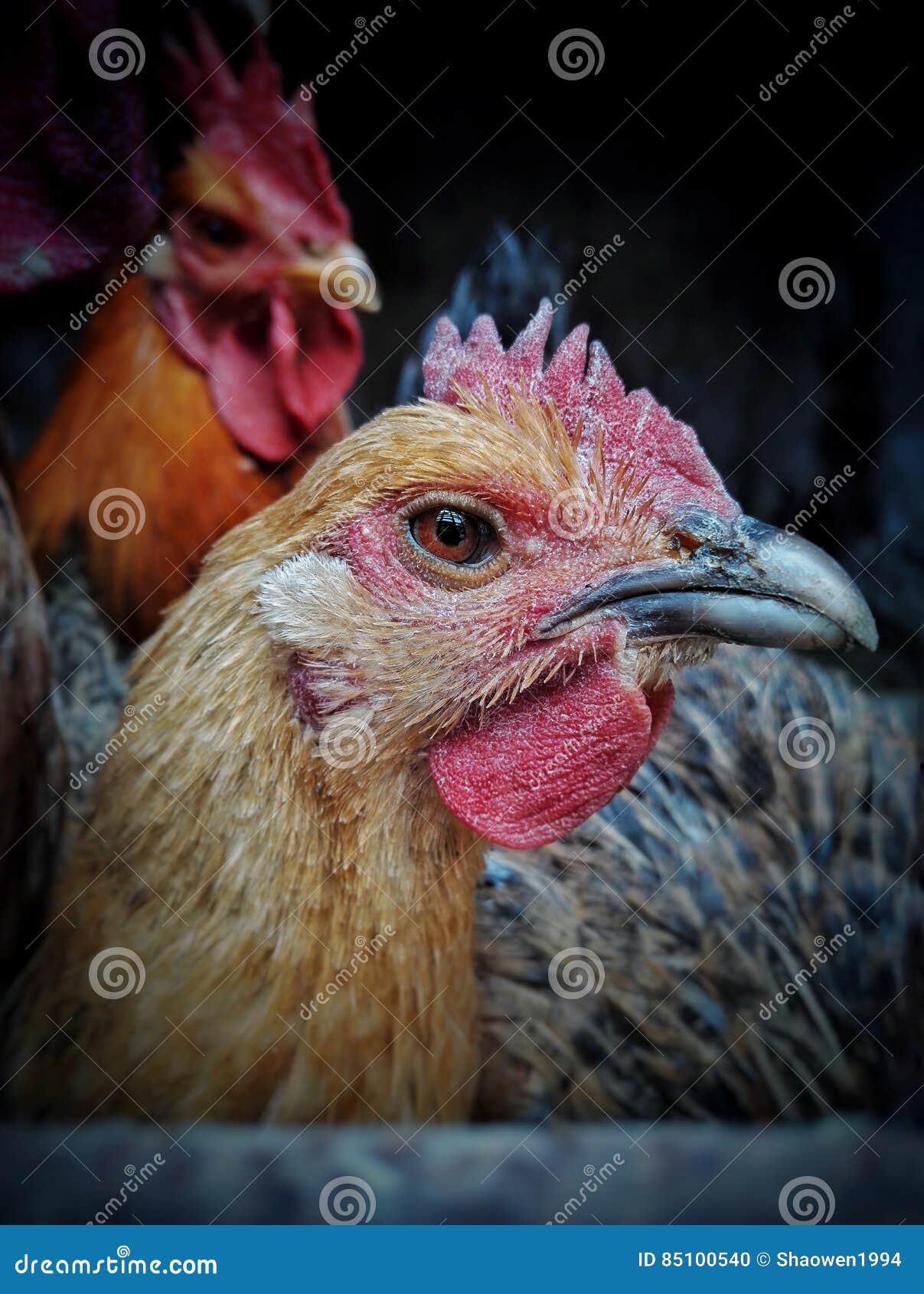 Chicken 20 stock photo. Image of poultry, brown, comb - 85100540