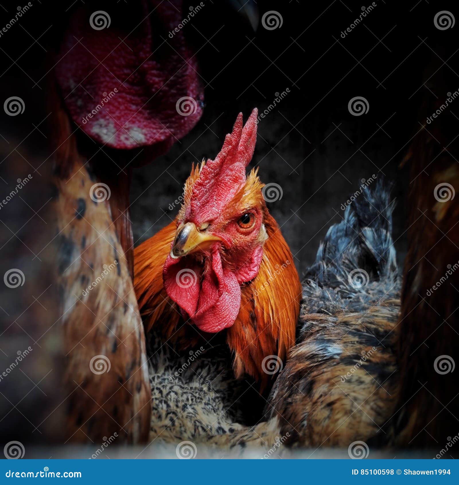 Chicken 21 stock photo. Image of chicken, coop, brown - 85100598