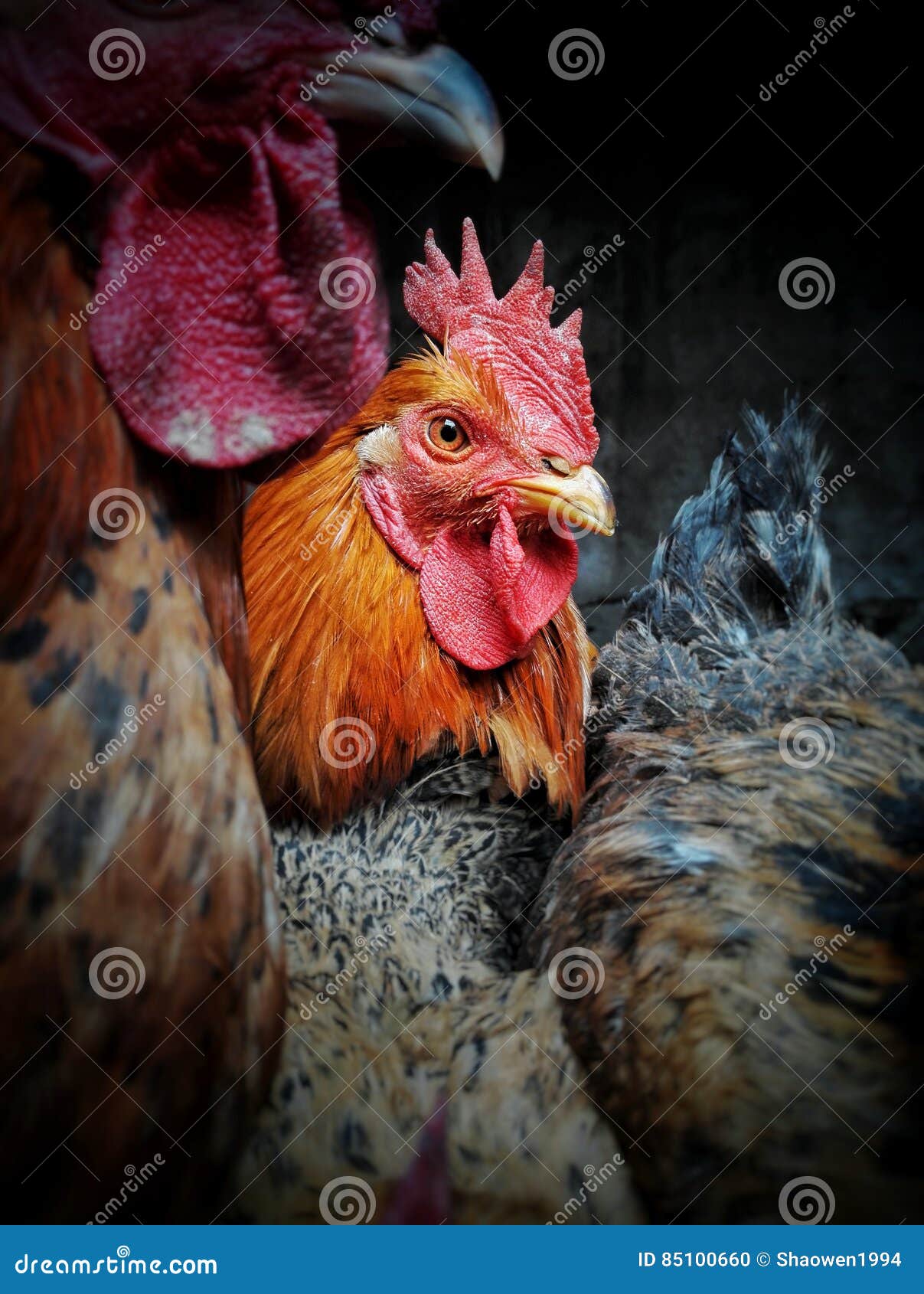 Chicken 22 stock photo. Image of eyes, closeup, farm - 85100660